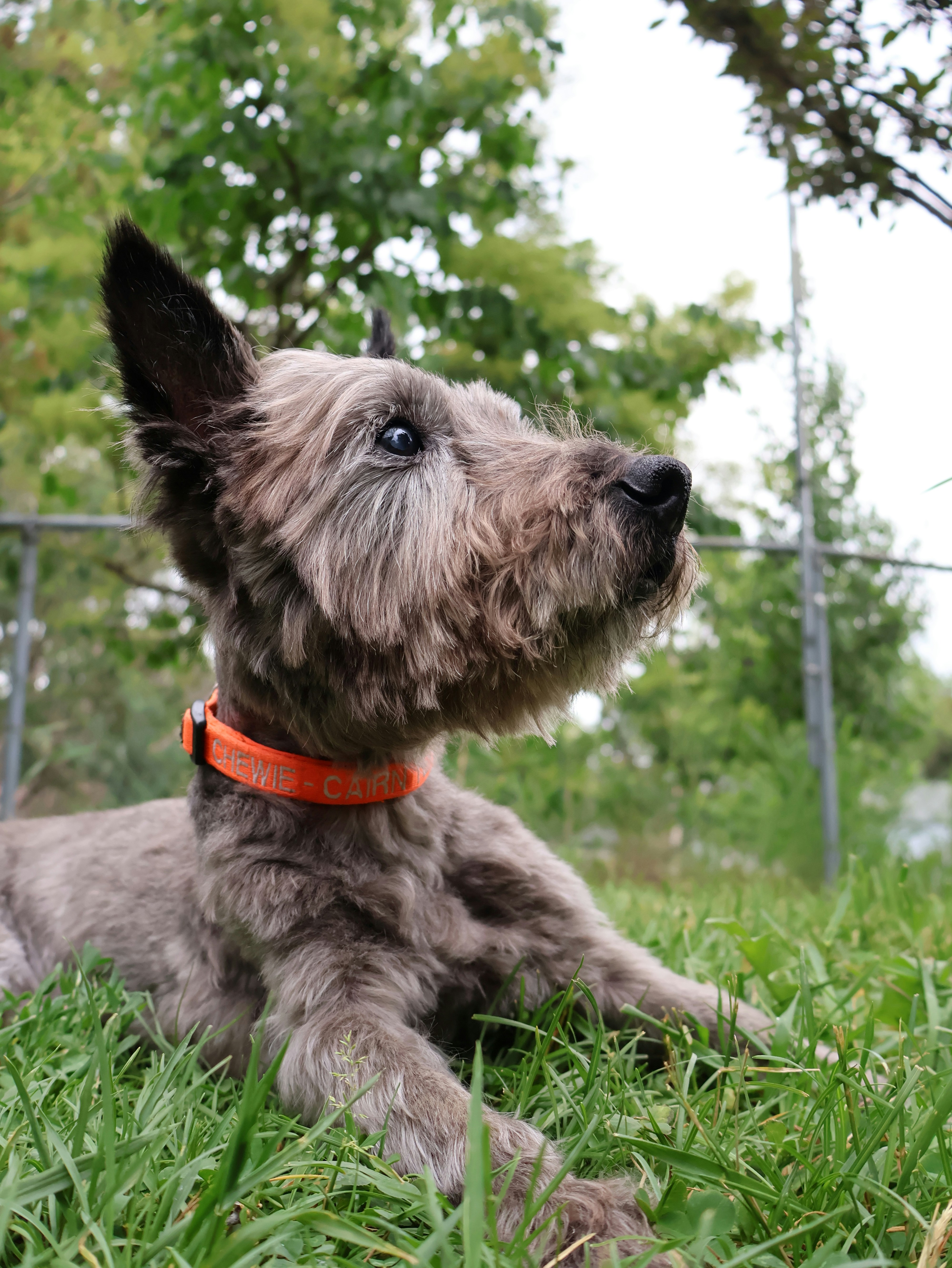 Close-uppaw: a terrier gazes skyward in a sunlit park