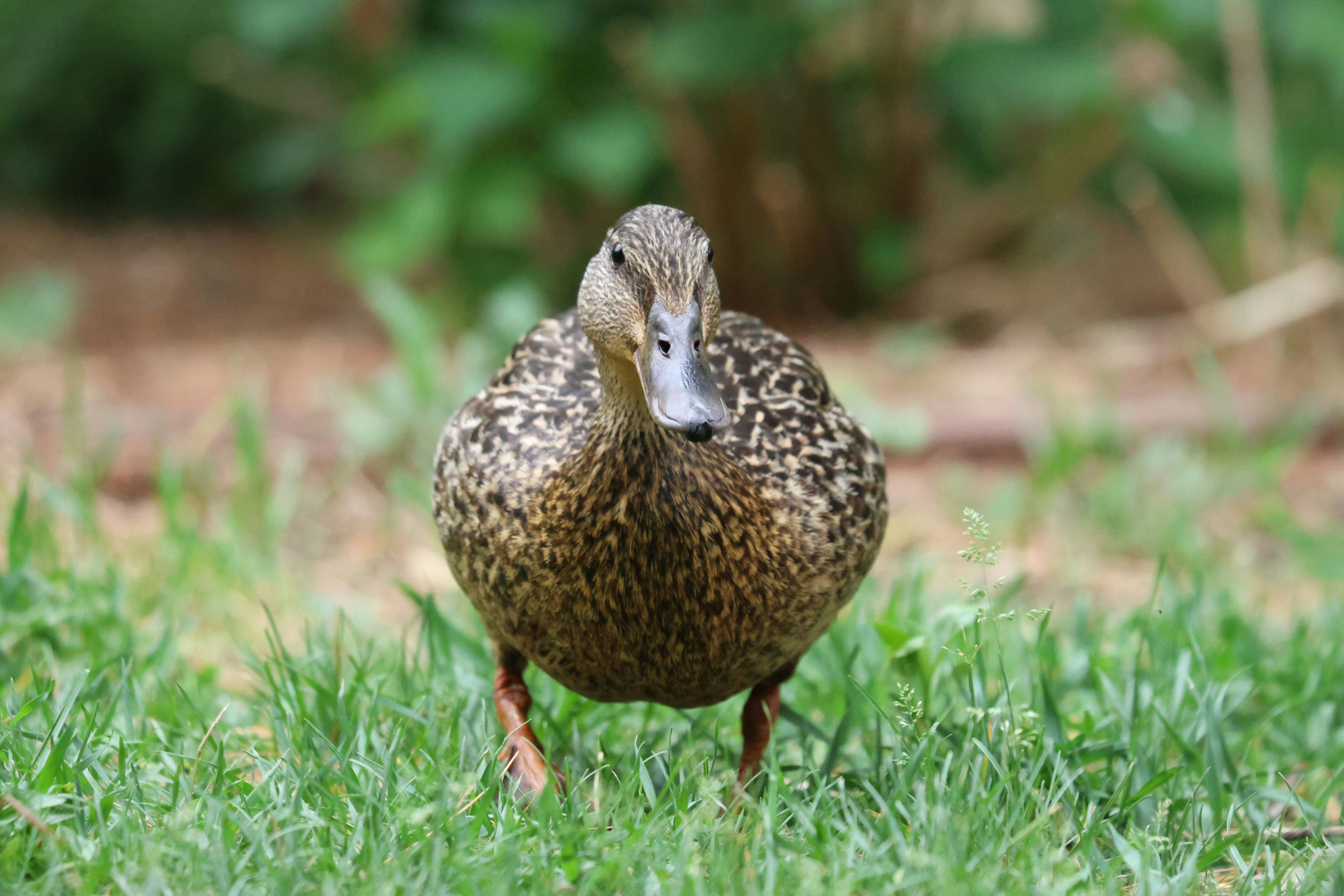 Grounded Gait: A Mallard Postures Forward in Sunlit Grass