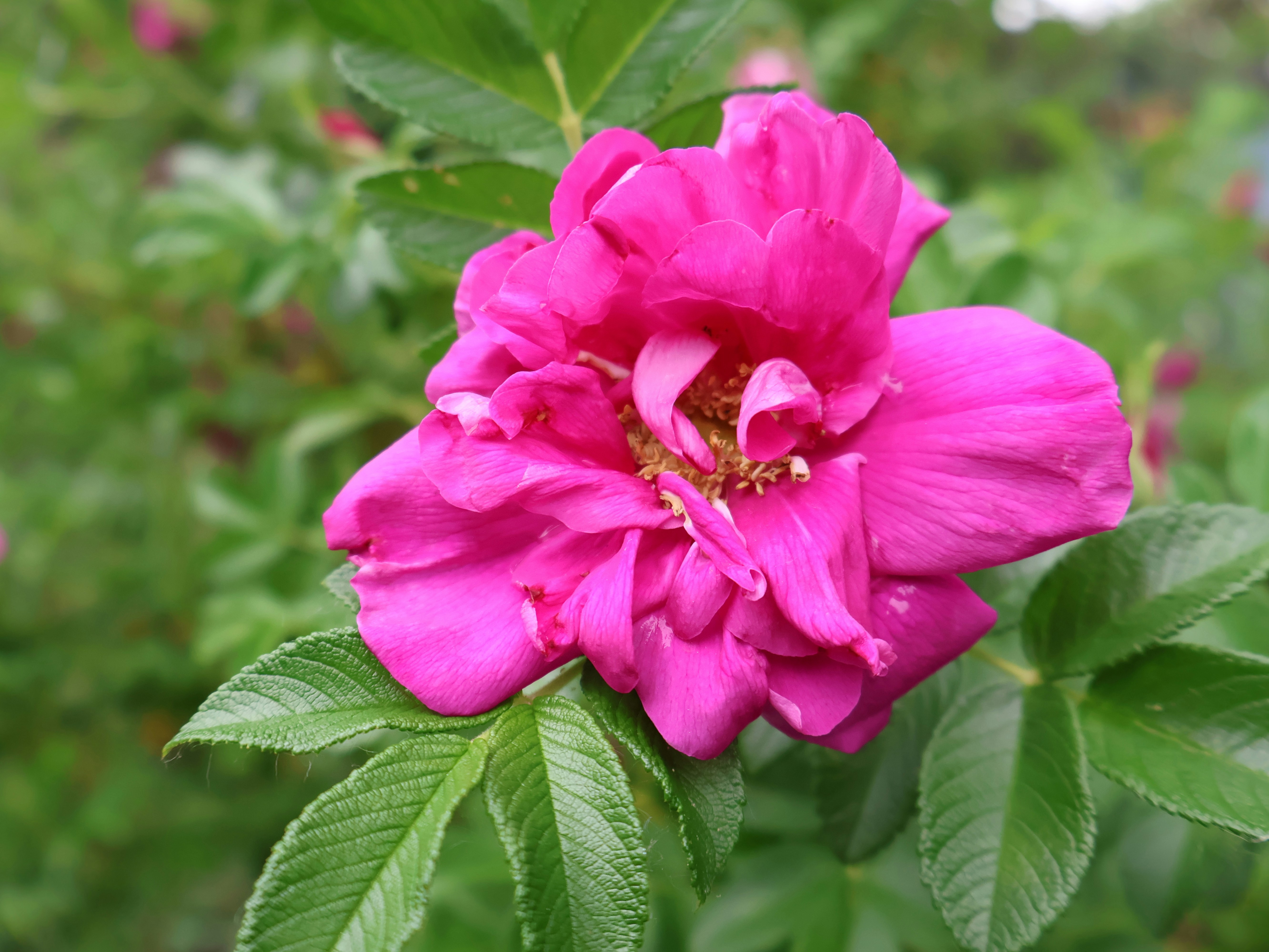 Crimson Bloom in Soft Focus