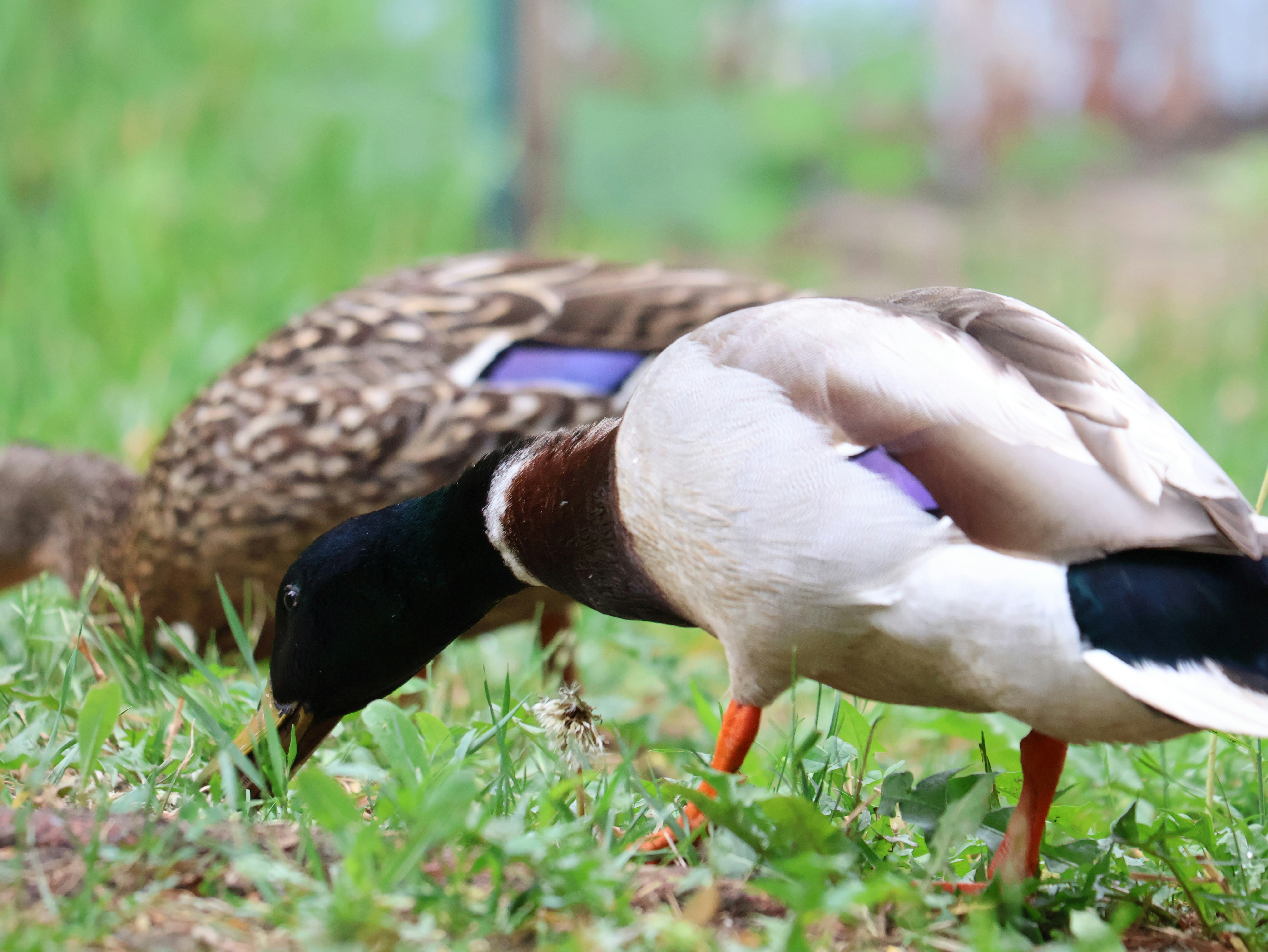 A Silent Forage: Ducks in a Sunlit Verge