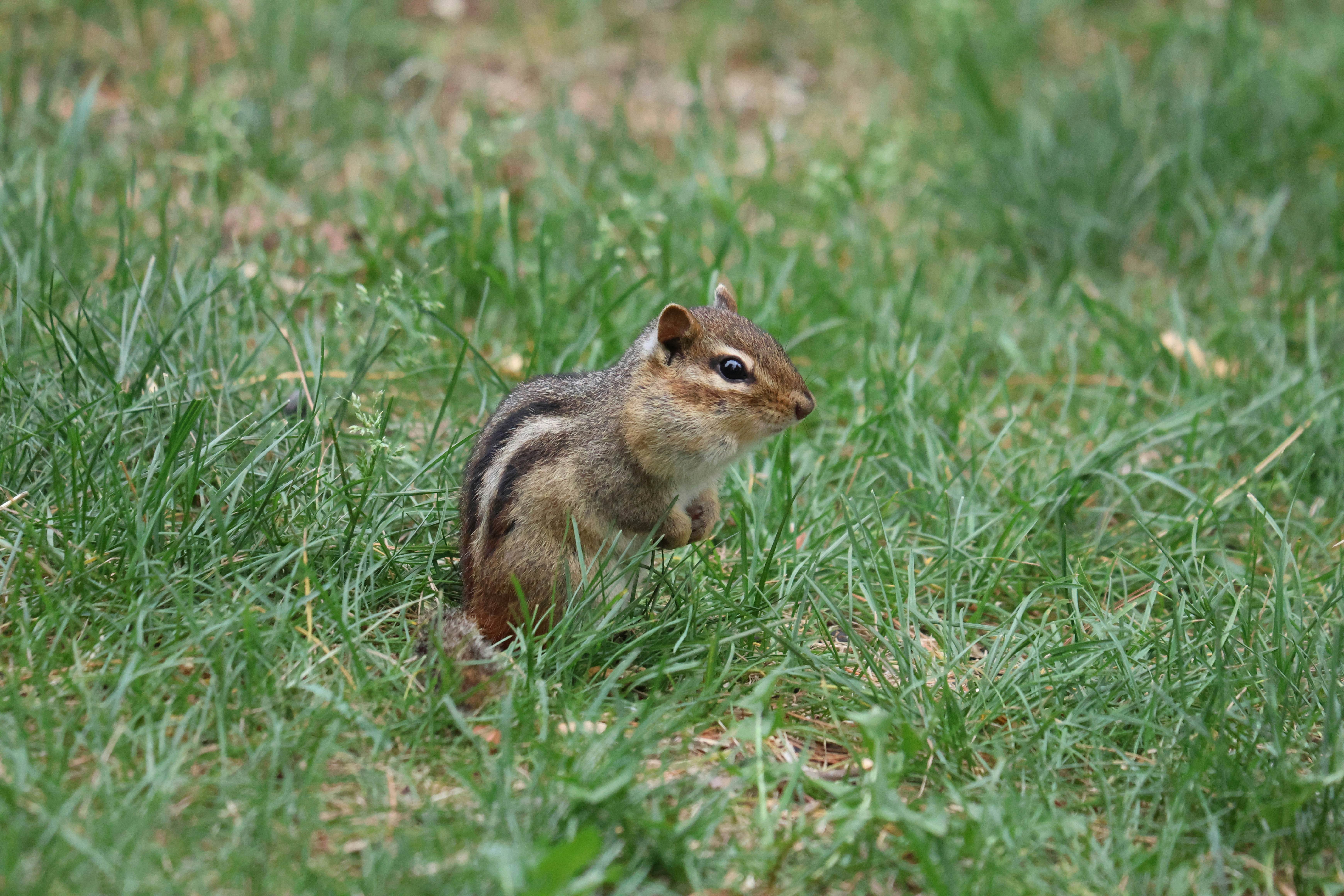 Chipmunk in a Meadow: Focus on a Fleet-footed Moment