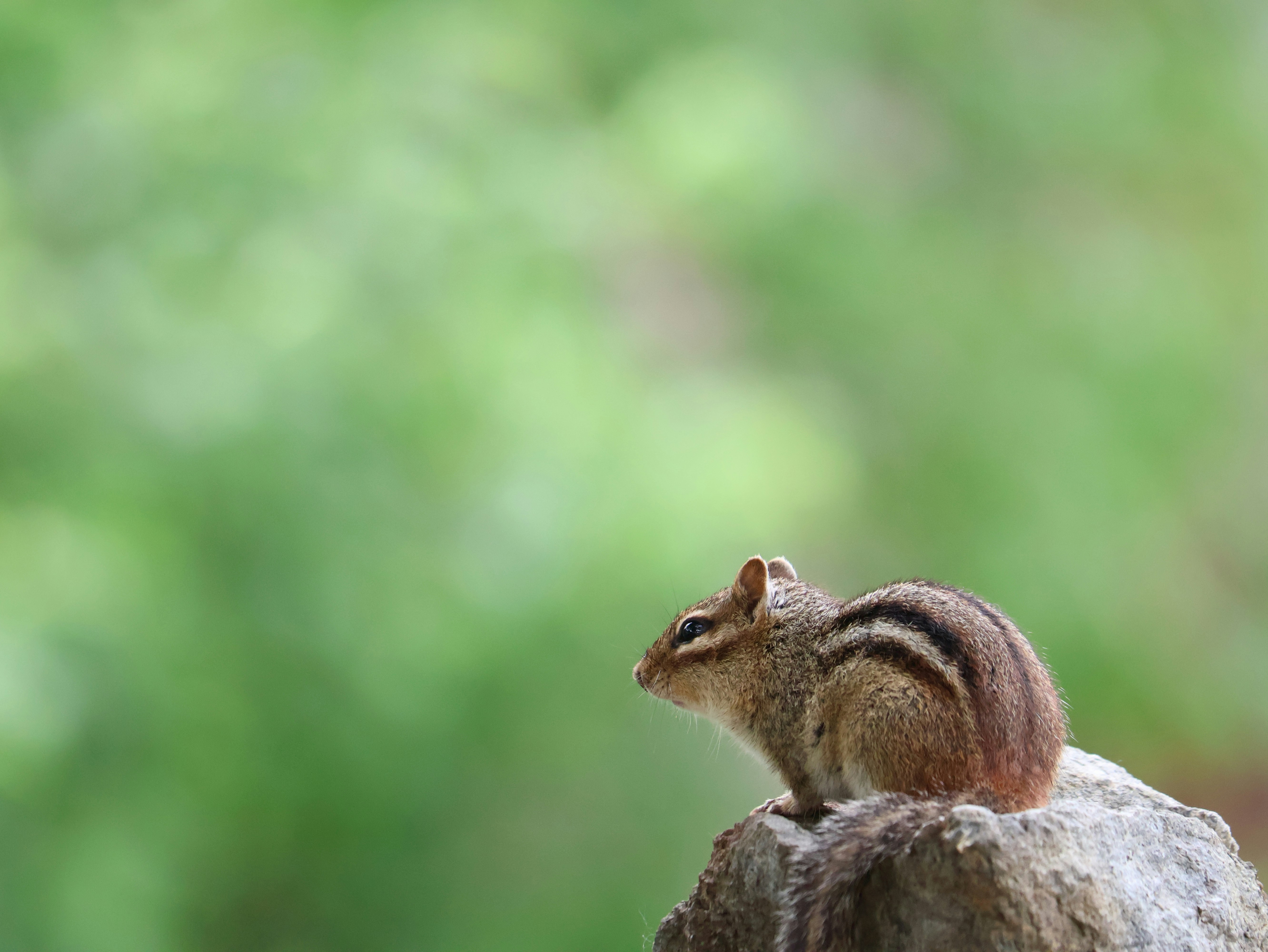 Chipmunk on a Granite Stage