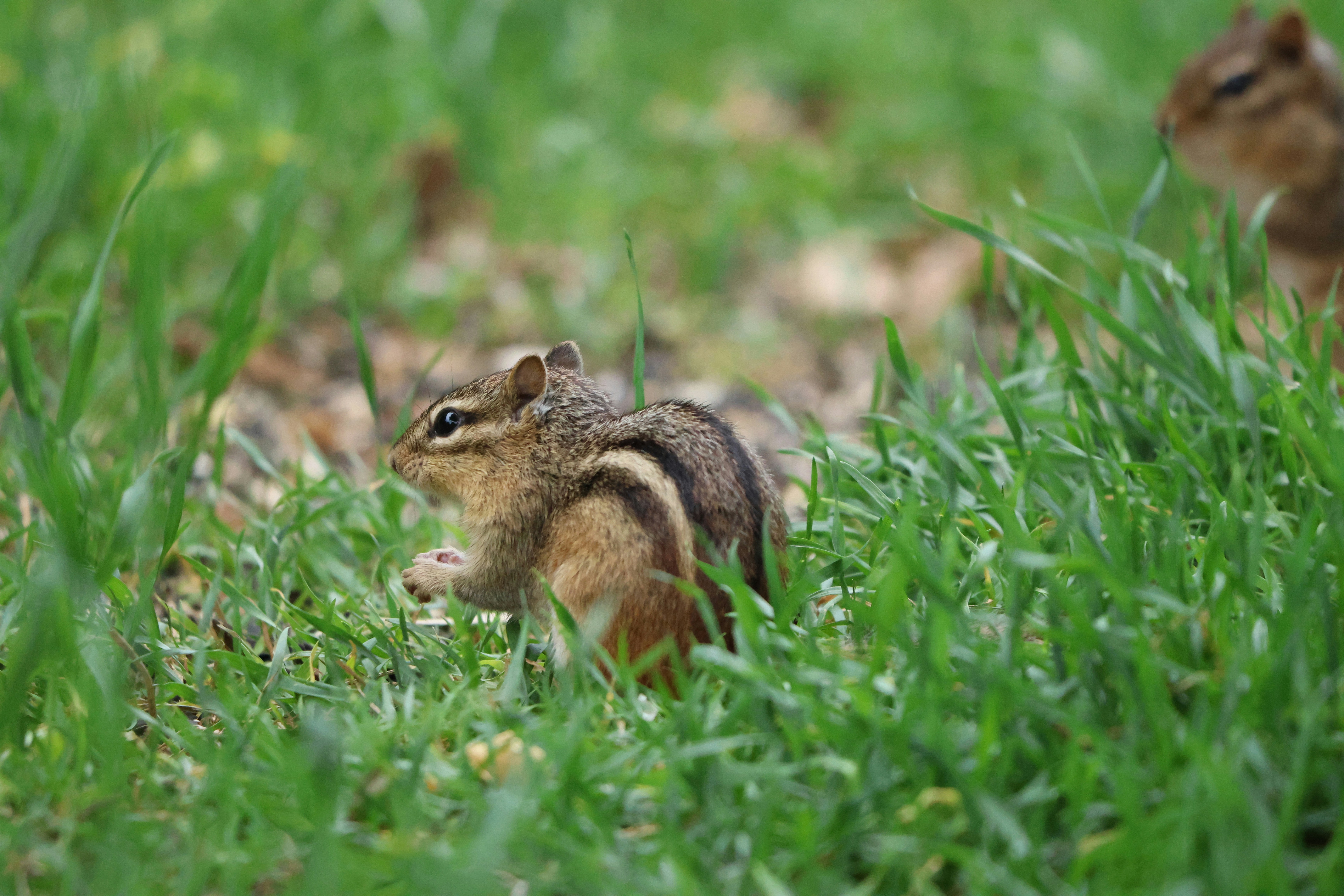 Amber Pause in the Grass: A Squirrel Scout at Eye Level