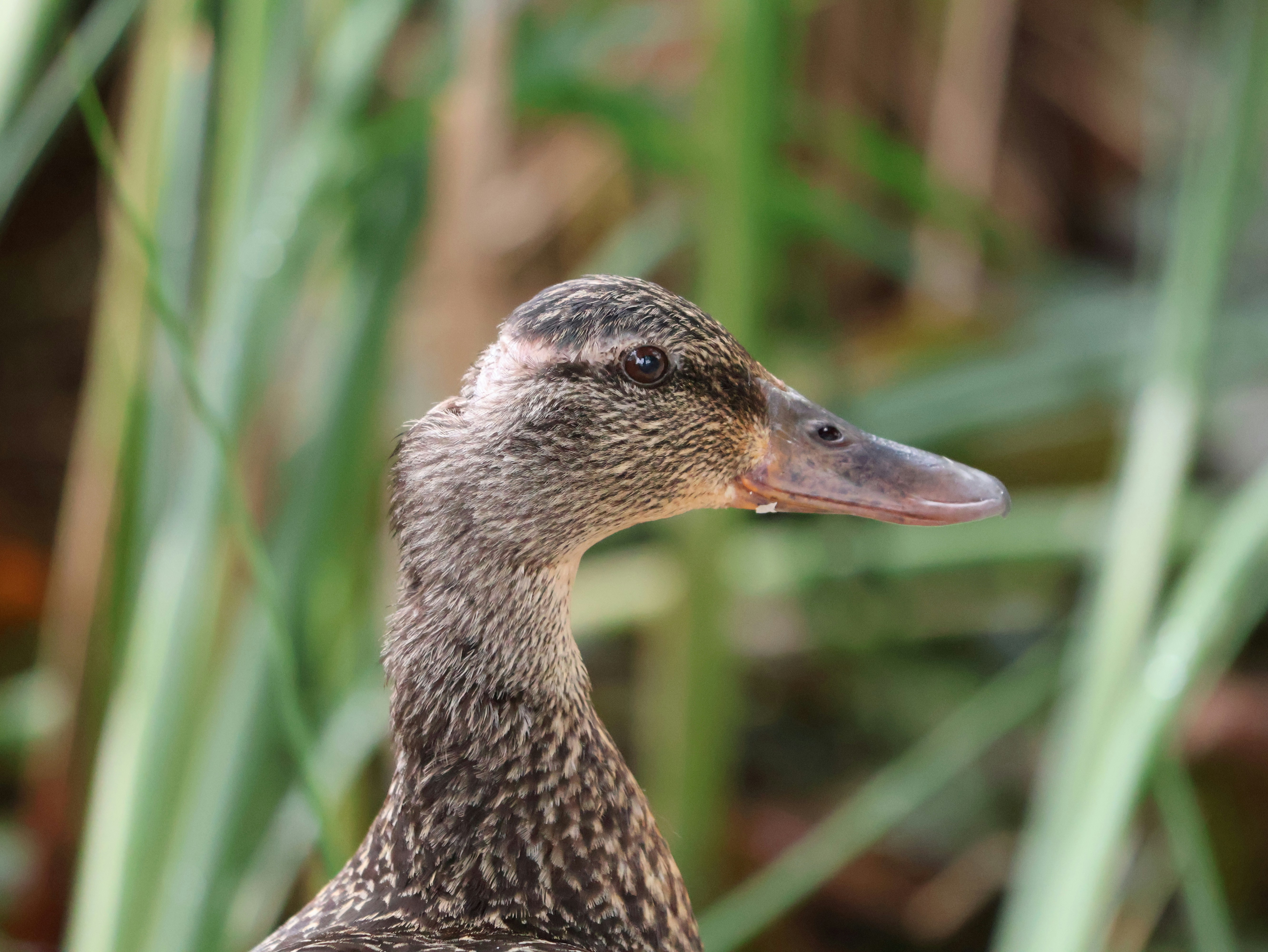 Contented Duck Surrounded by Reeds