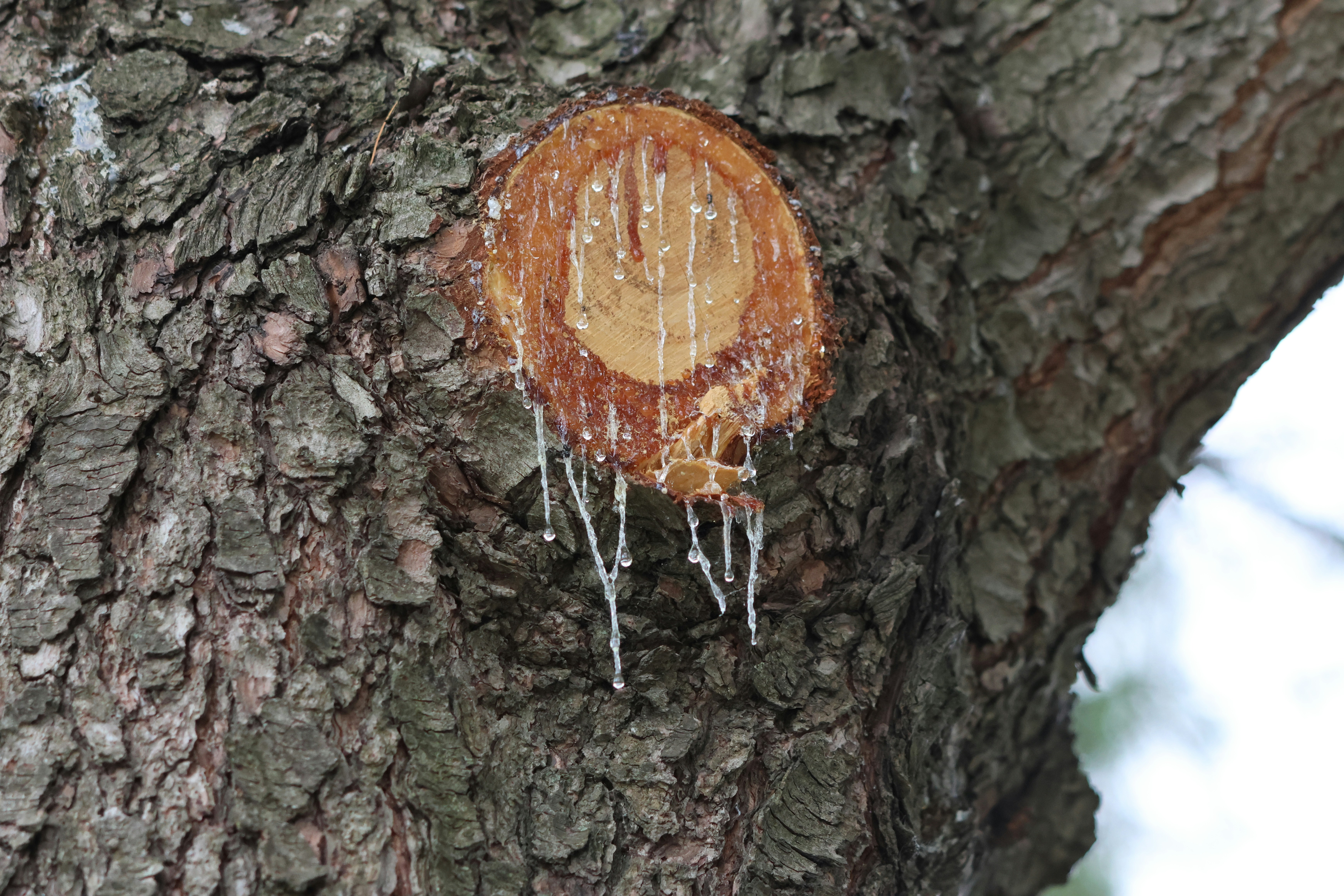Sap Drizzle on a Freshly Cut Tree Ring