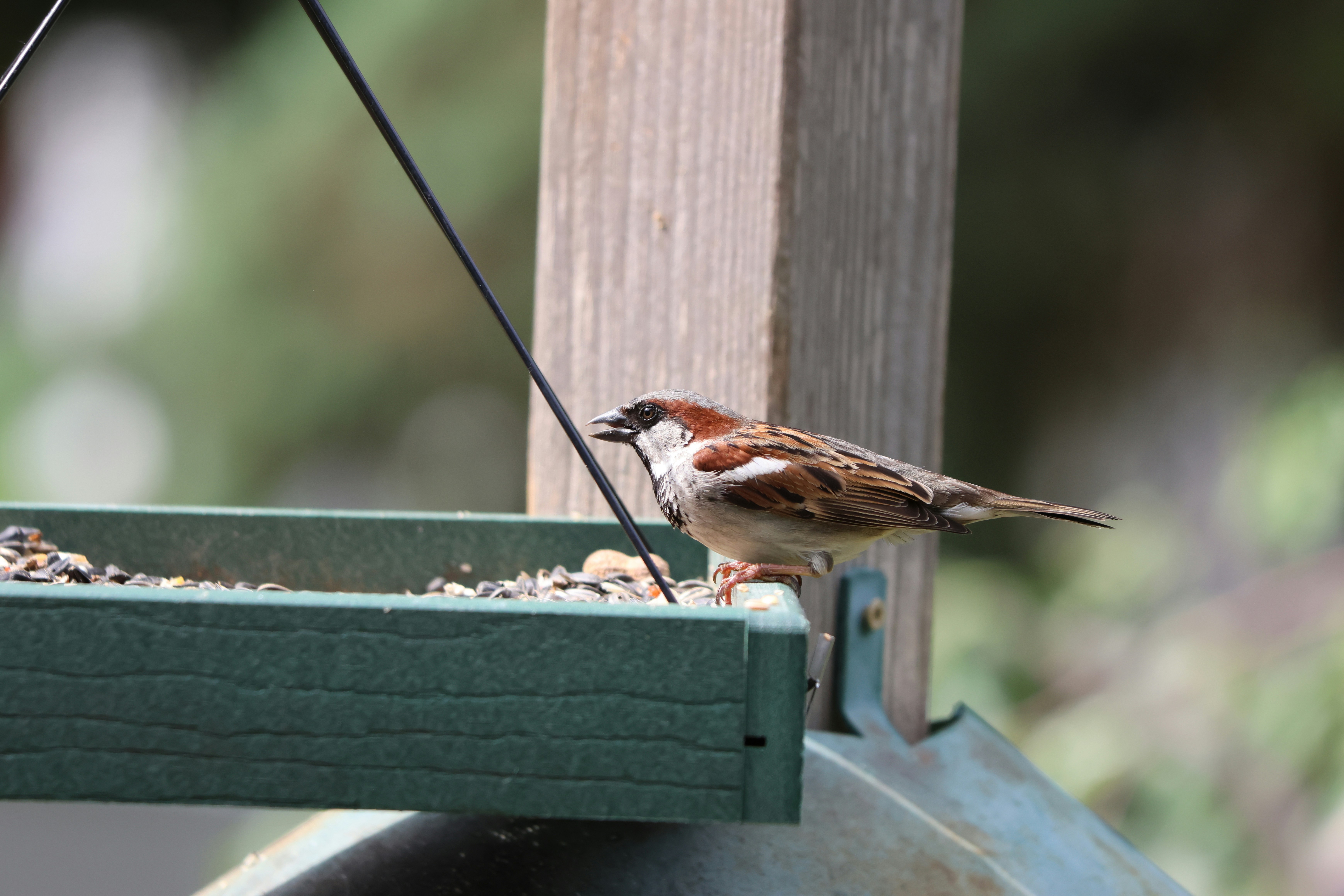 Small brown bird at a feeder: a moment of urban nature