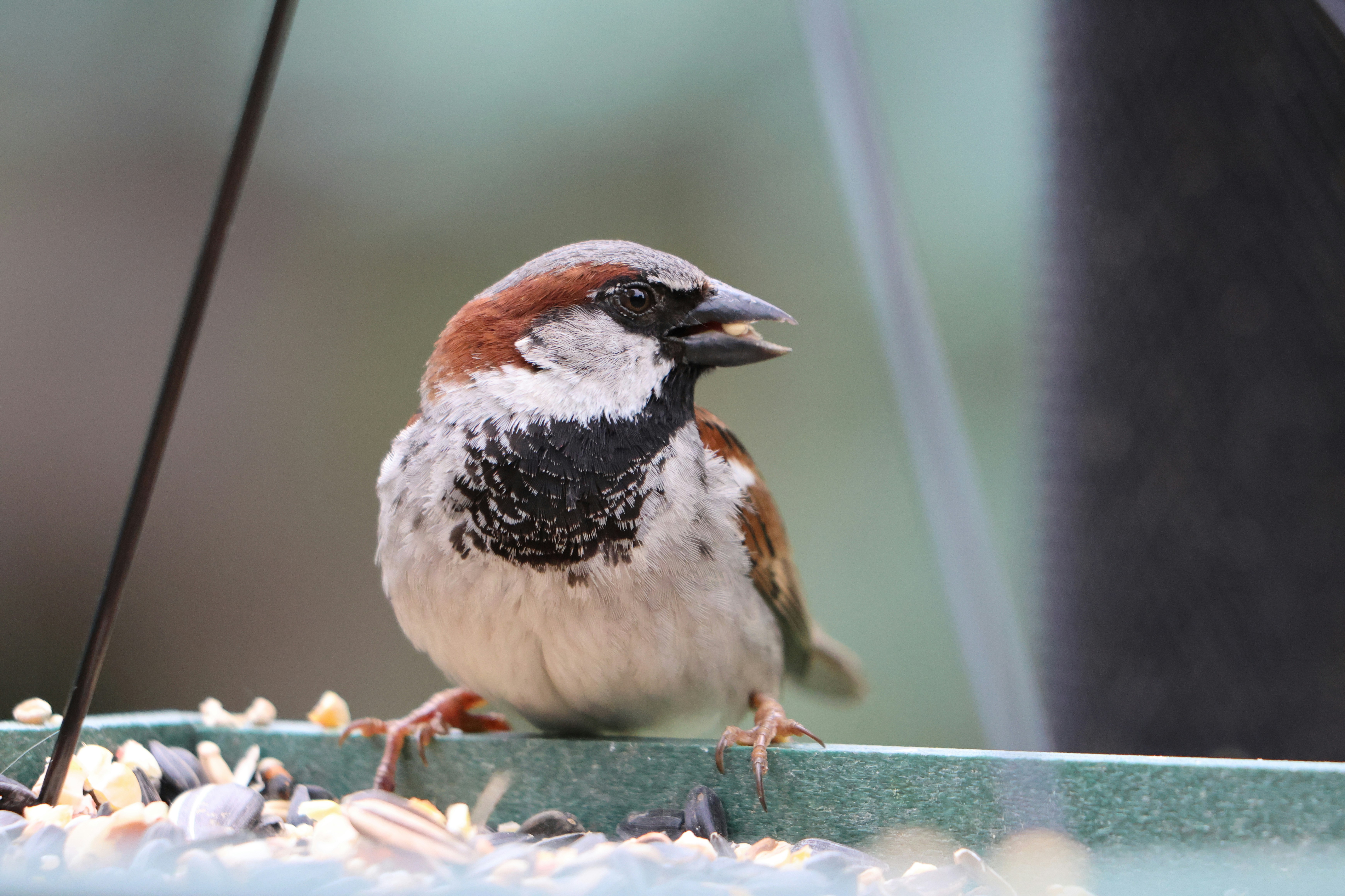 Chipmunk-sized Visitor: A Spotted Sparrow on a Seed-Scatterd Perch