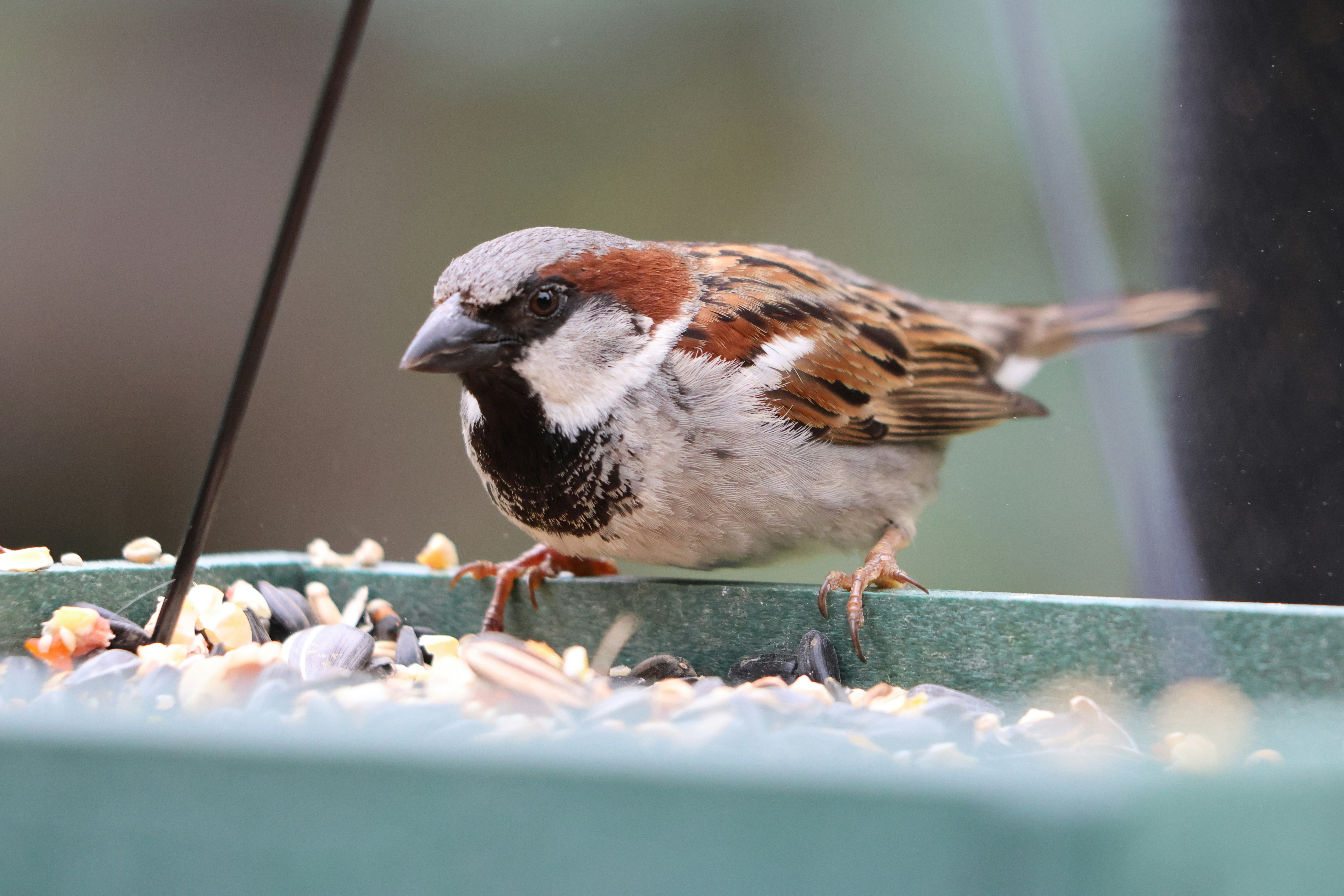 Tiny Seed-Eater at the Edge of a Feeding Tray