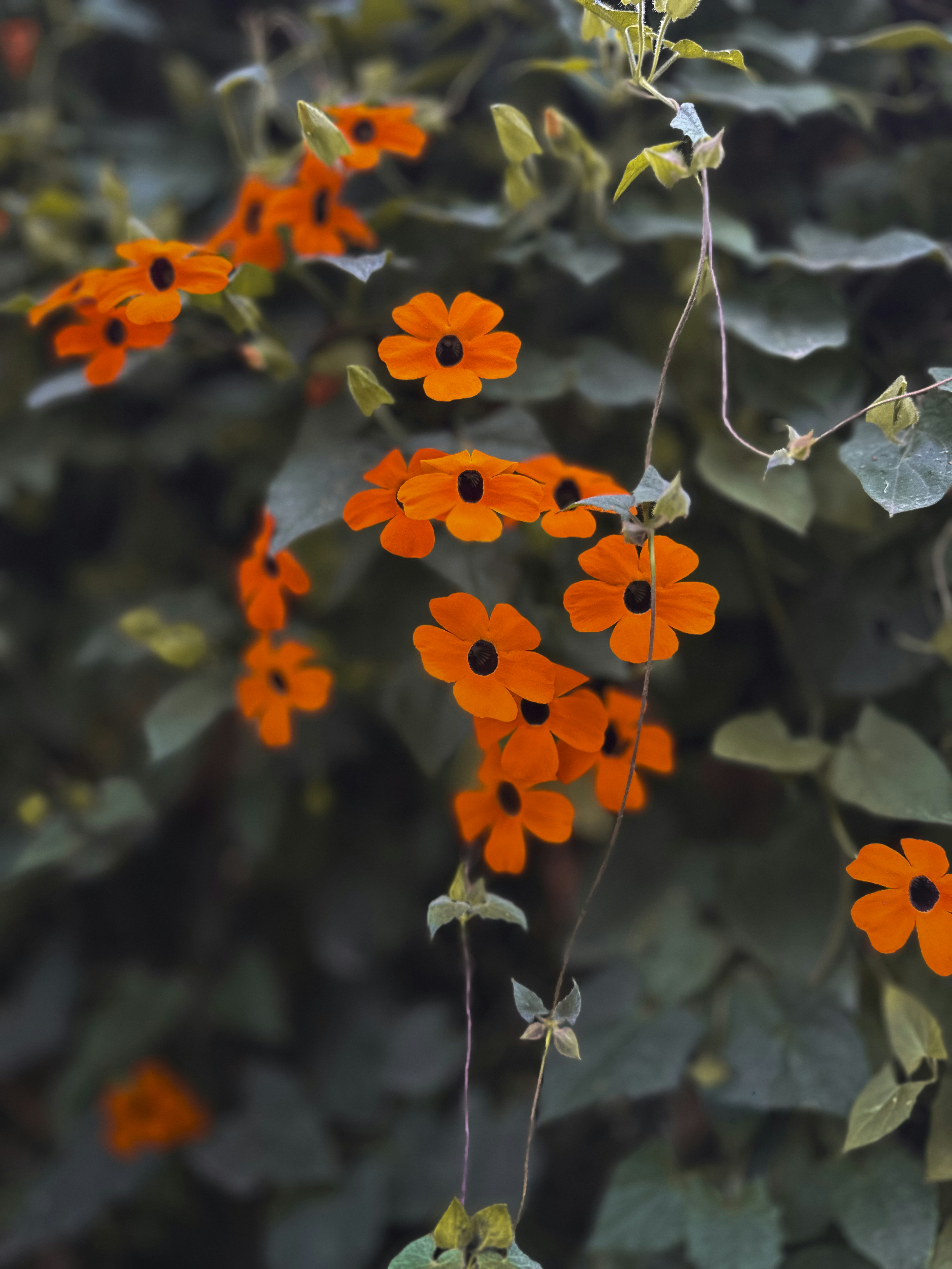 Orange blossoms in a sunlit garden weave through green vines