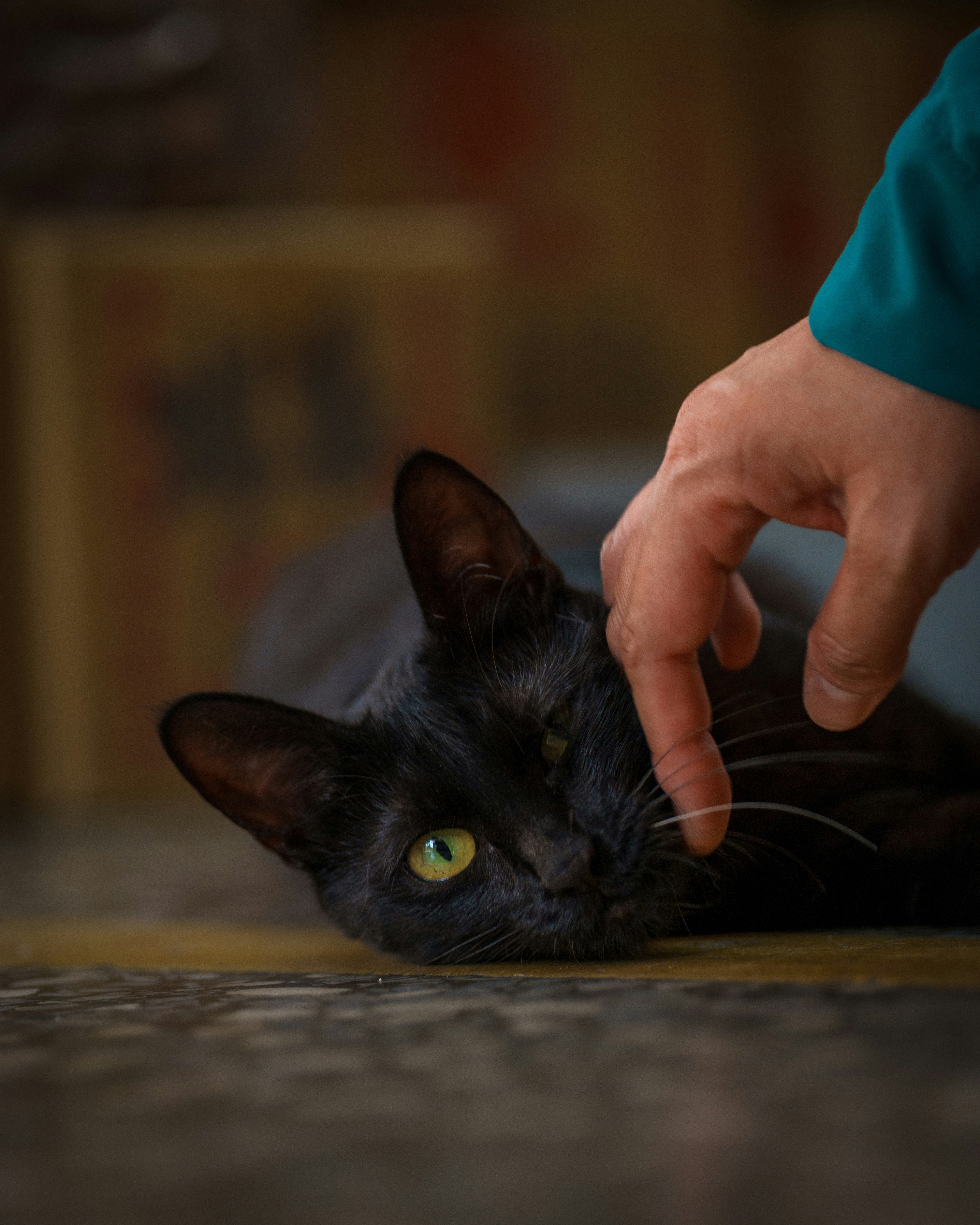 Curious Black Cat Under Gentle Touch in Quiet Room