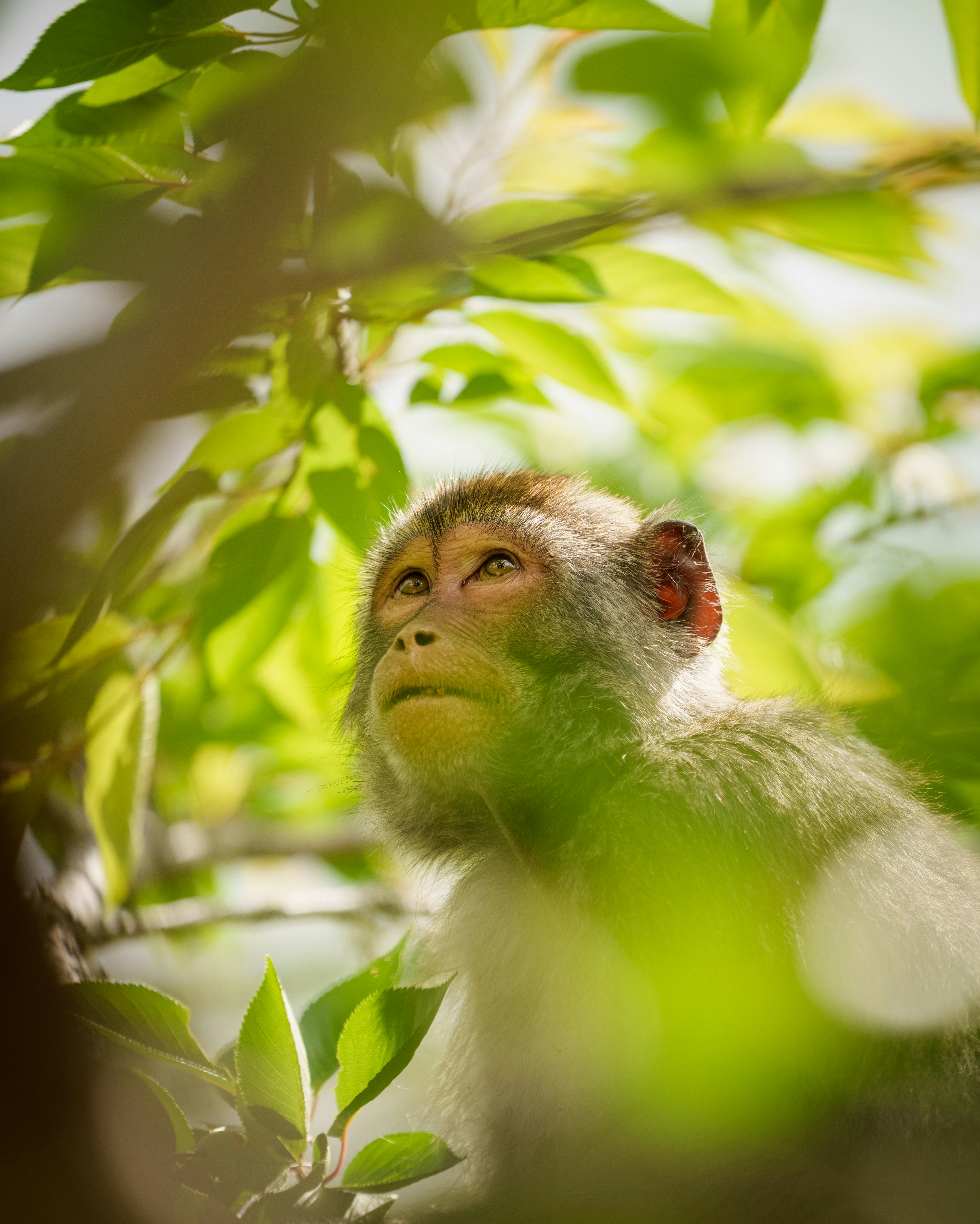 Curious Gaze Through the Green Wall