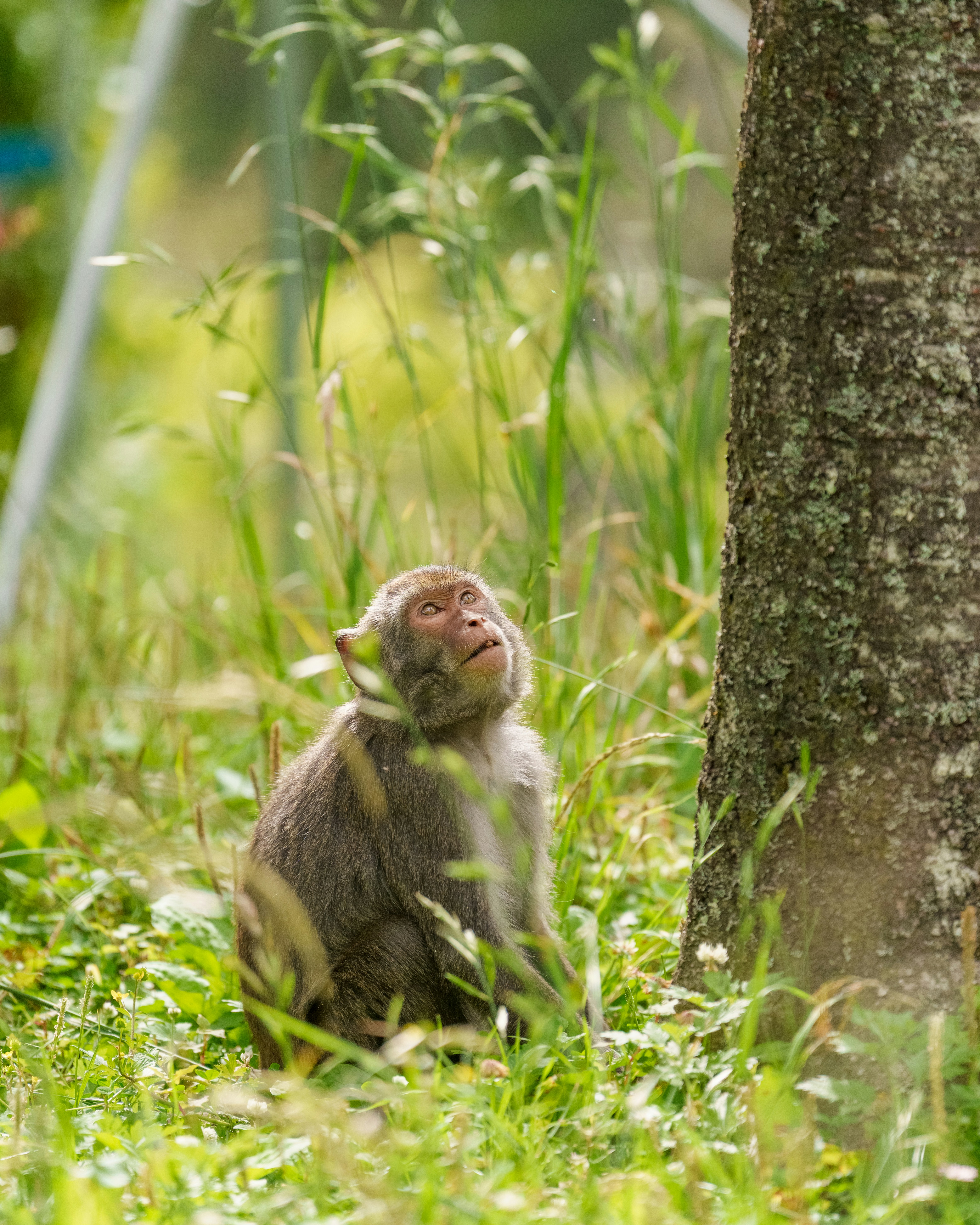 Curious Monkey Amid Tall Grass by the Tree