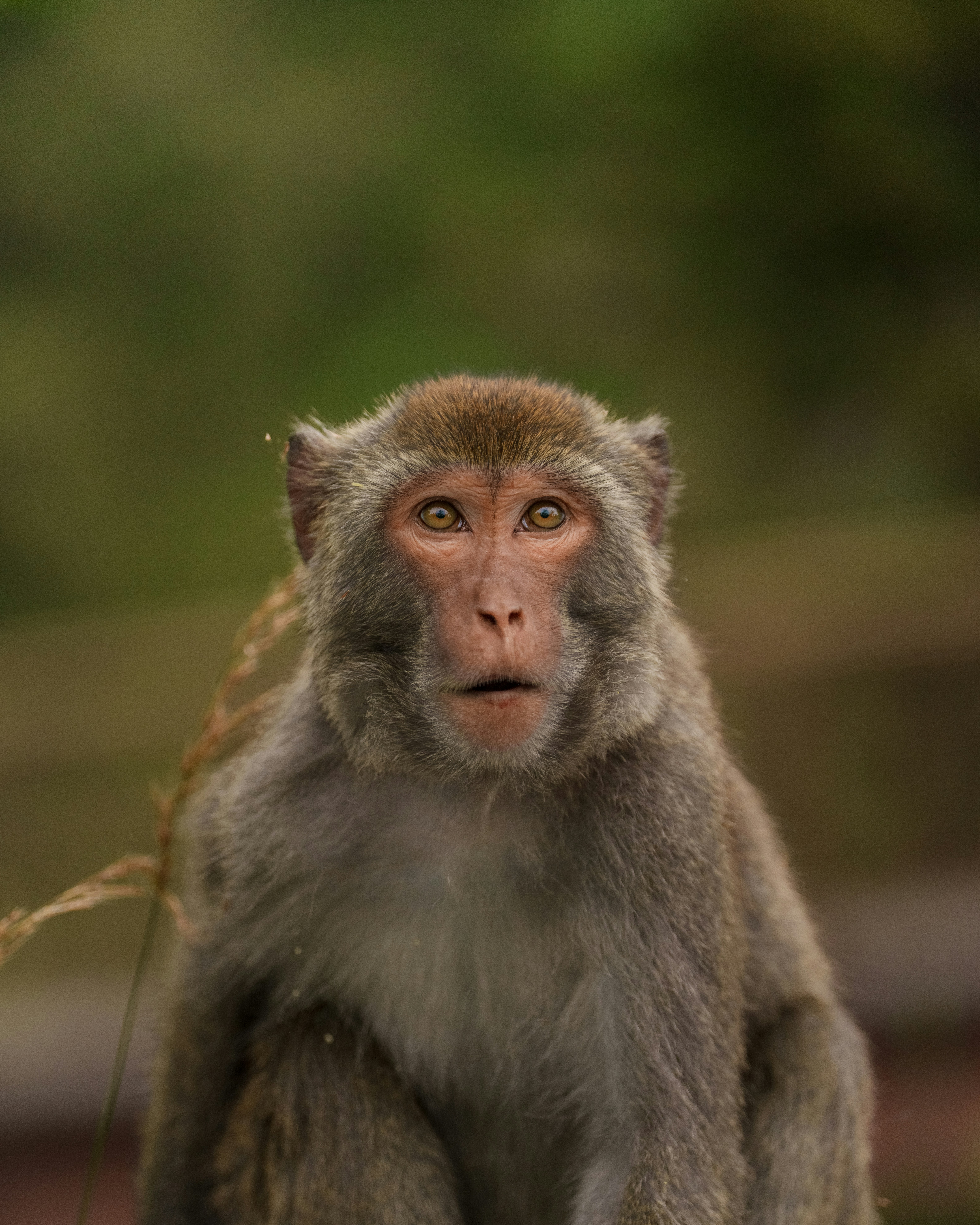 Eyes of the Macaque: A Quiet Moment in Focus