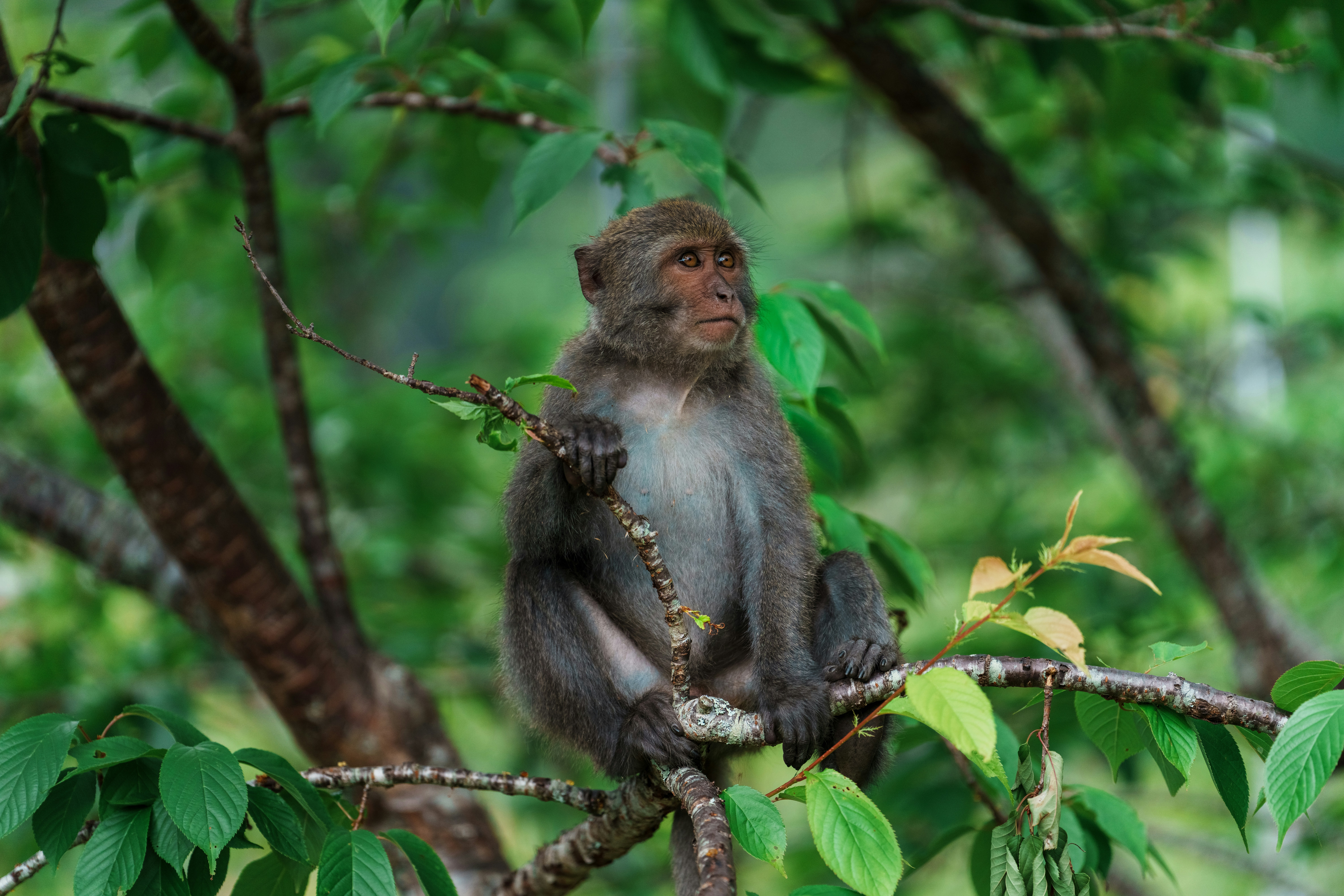 Watchful Primate in a Lush Canopy