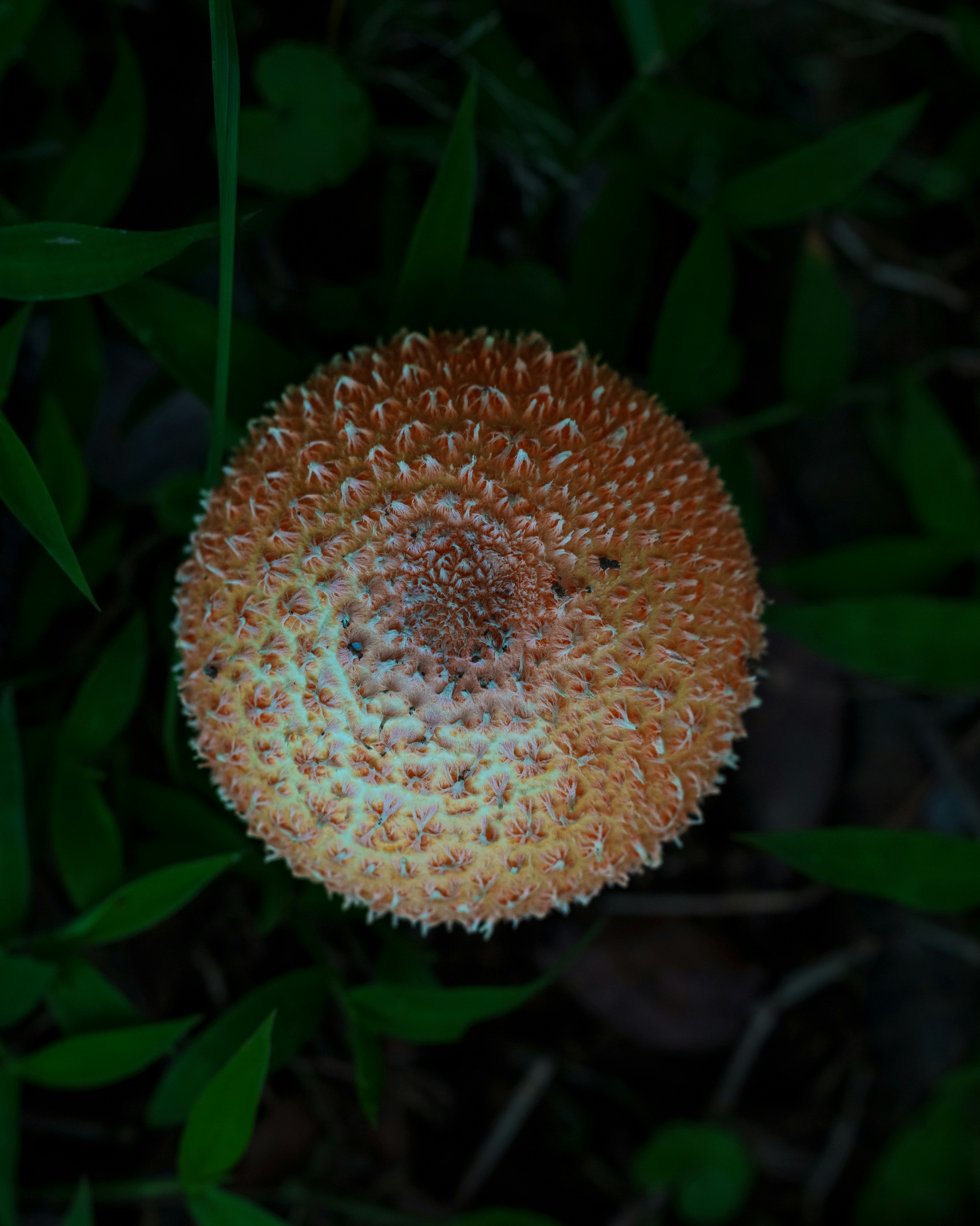 Rosette of Dawn: a close-up of a textured orange blossom head