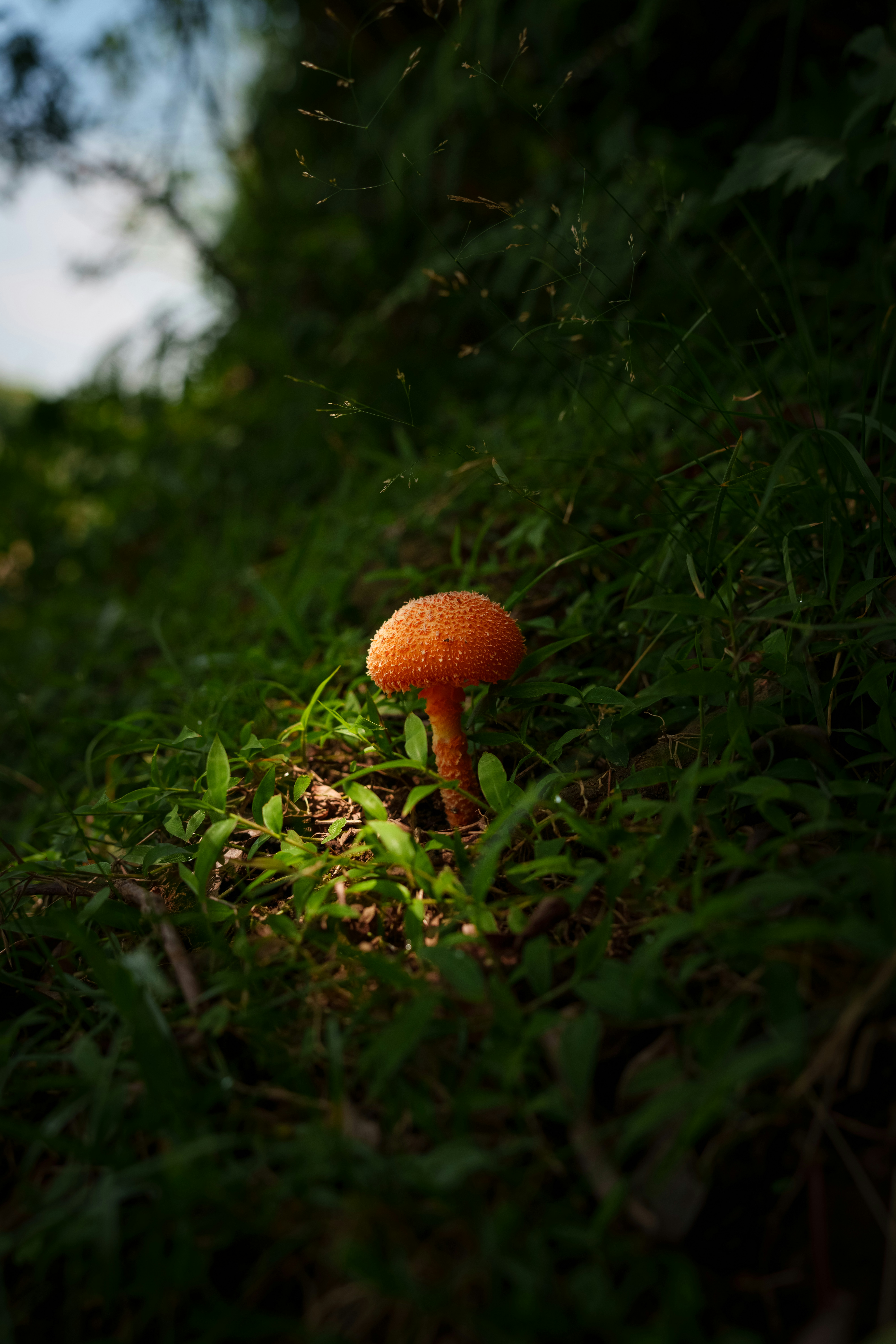 A solitary orange mushroom glowing in a shadowed forest clearing