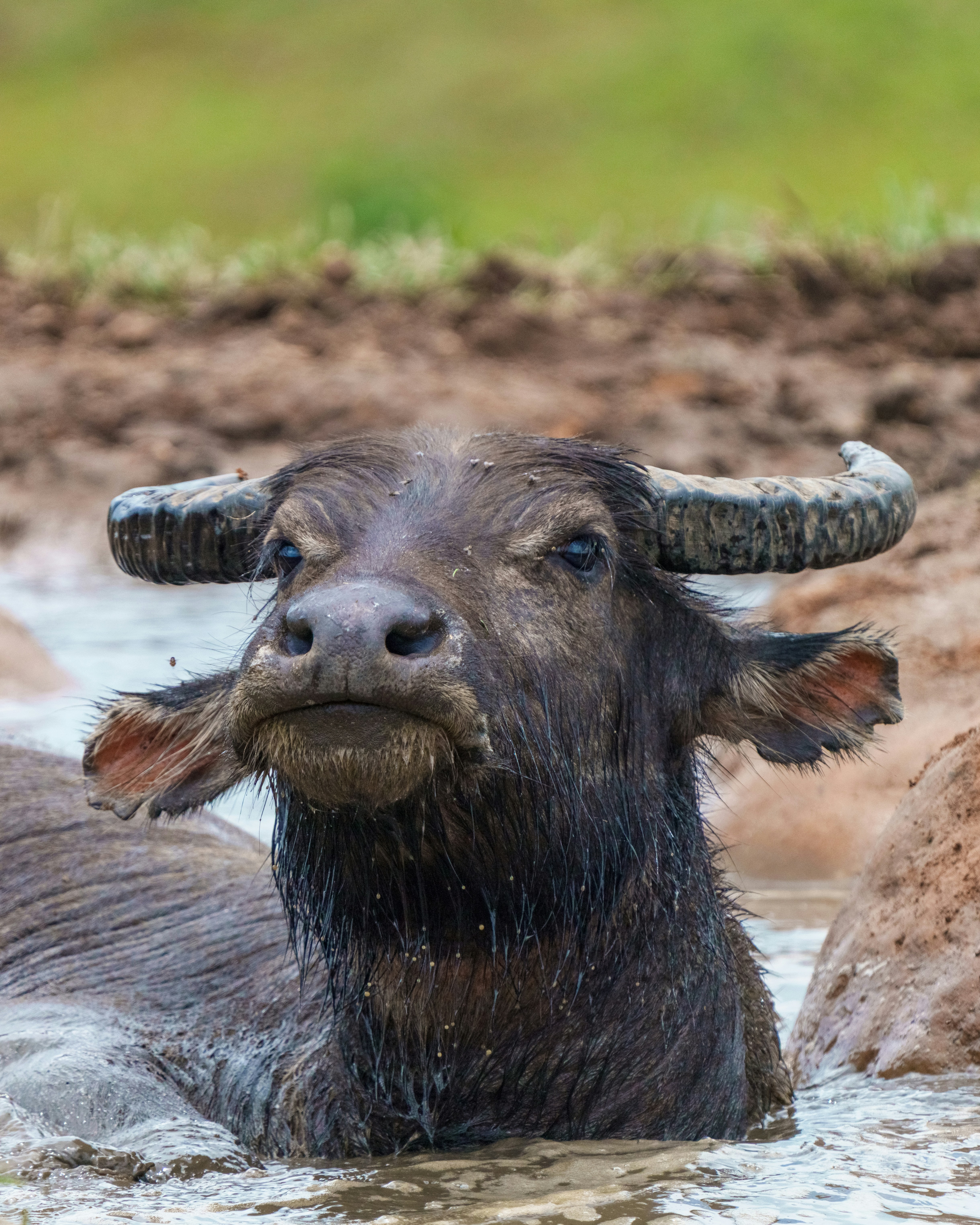 Mud Bath Moment: Wateringhole Buffalo Close-Up