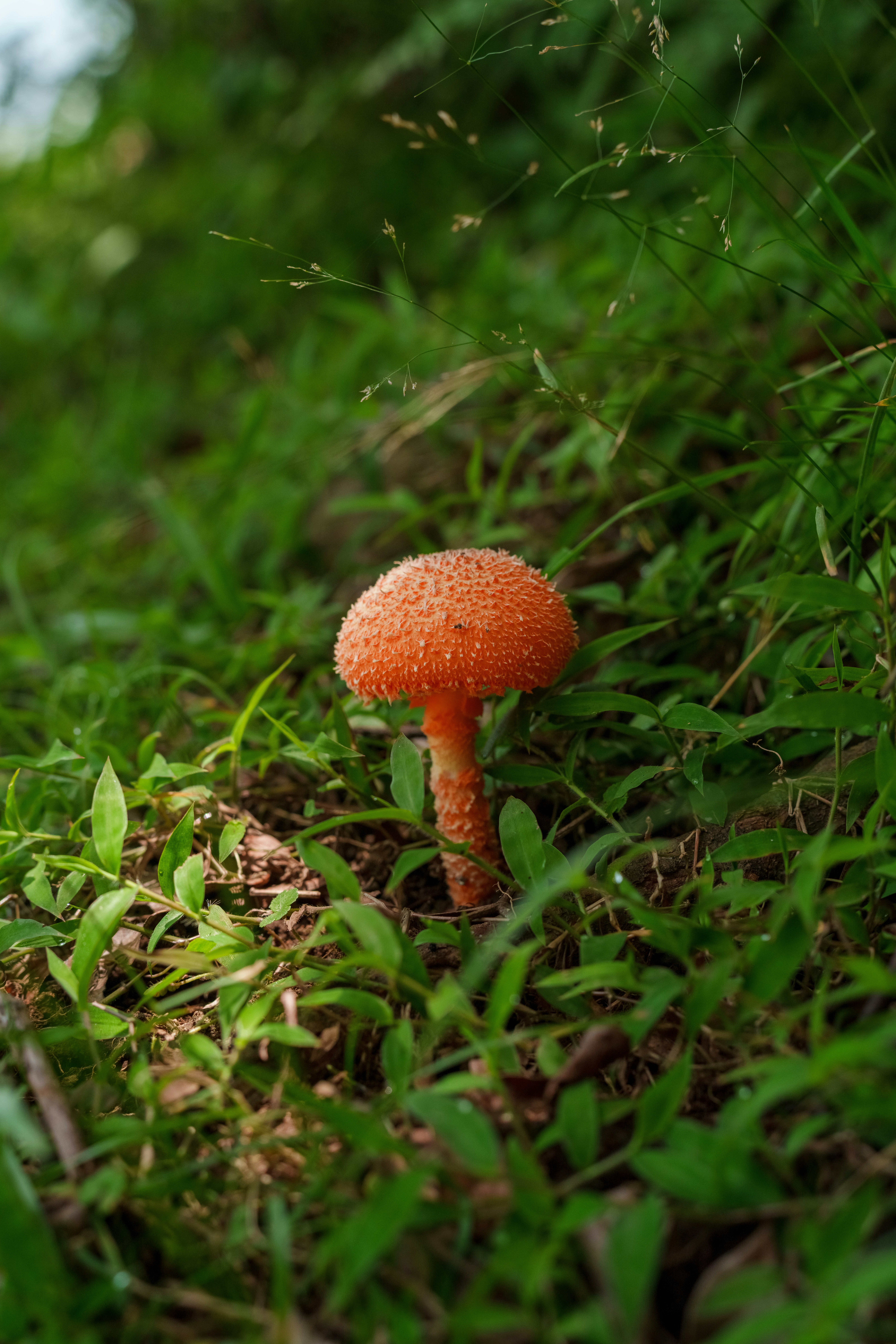Orange Cap Mushroom Rising from a Quiet Green Floor