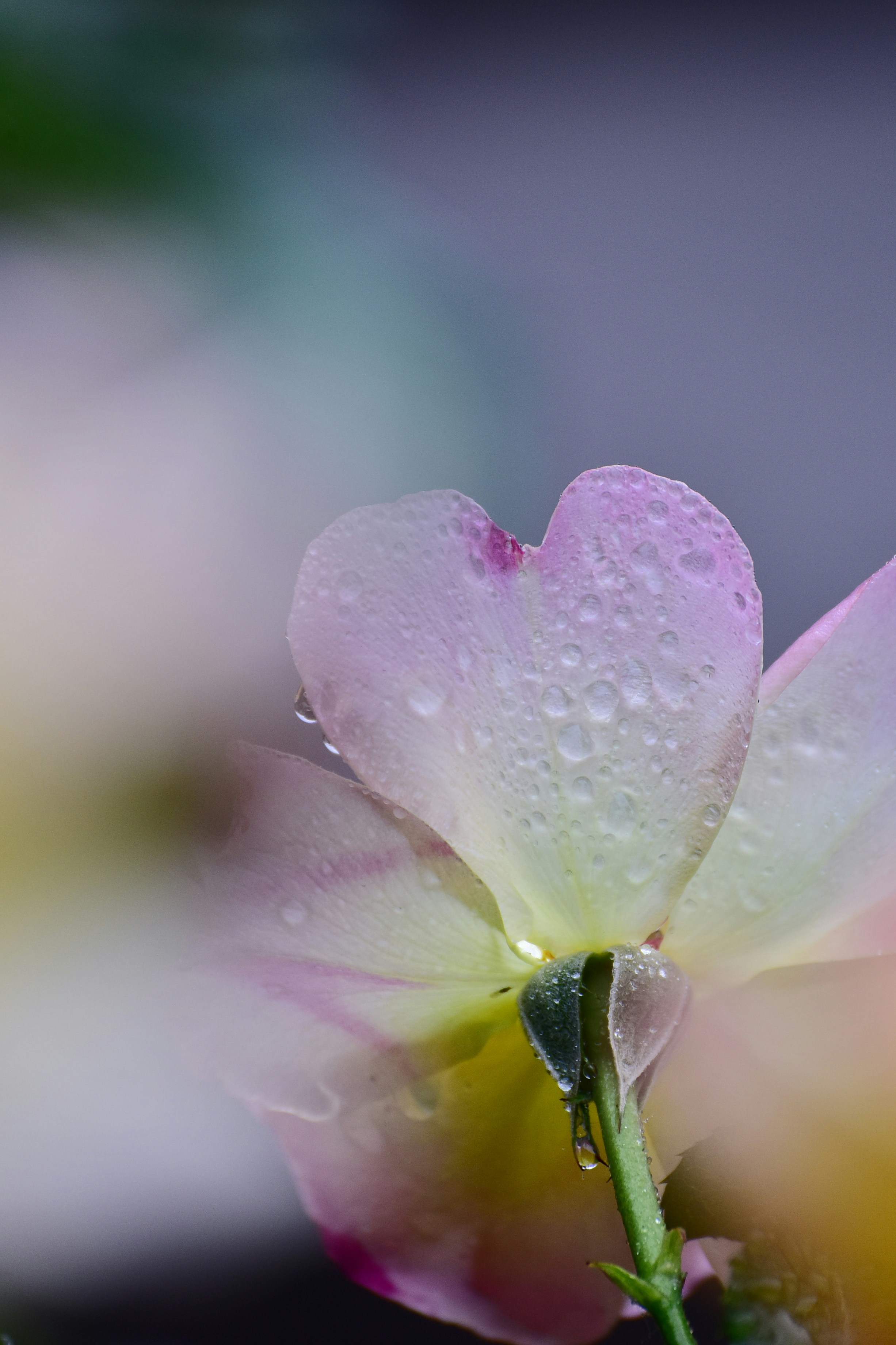 Petal Dawn: Dew-kissed Orchid in Soft Focus