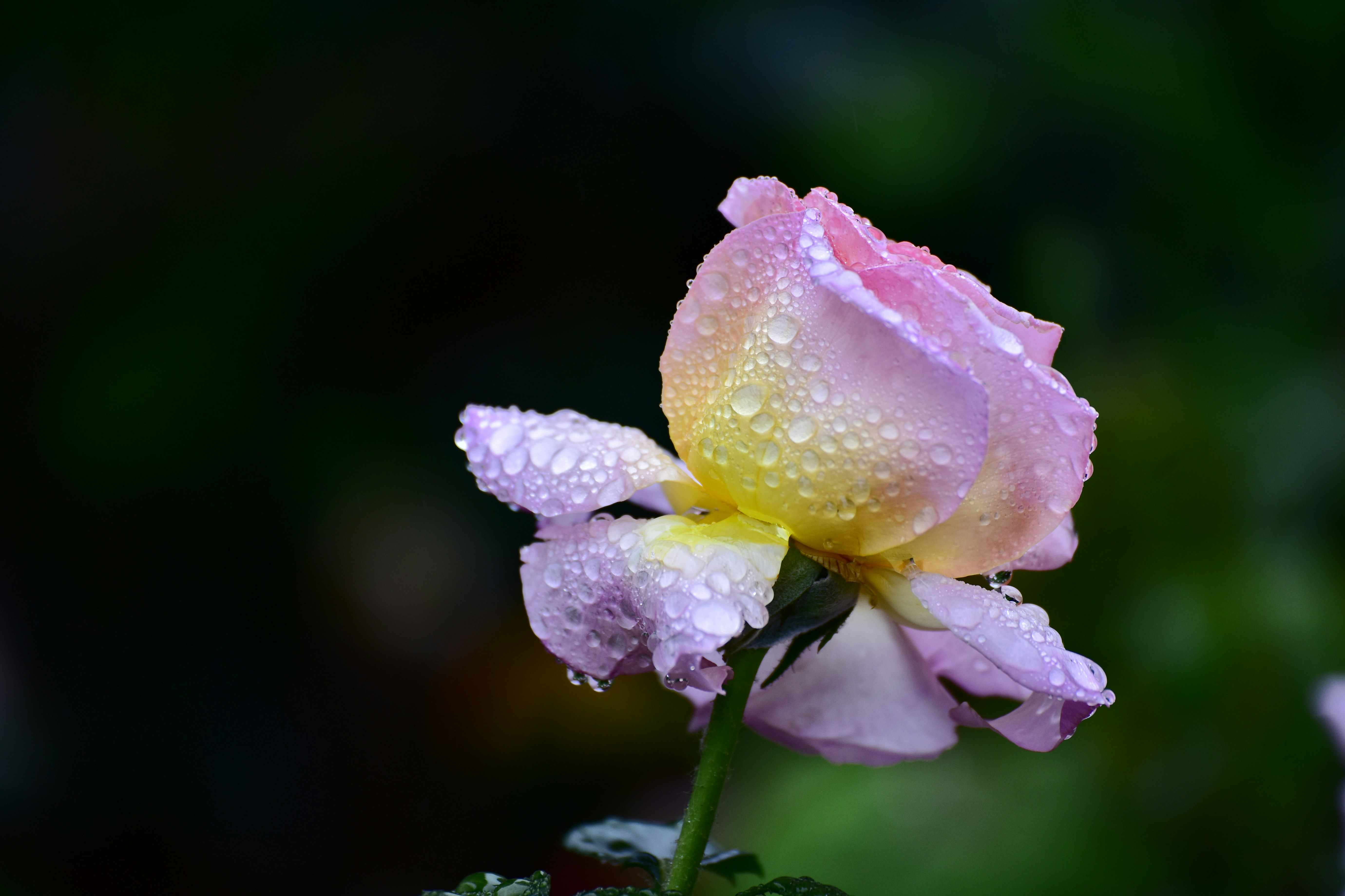 Dawn-dusted Rose: A Soft Bloom in Focus