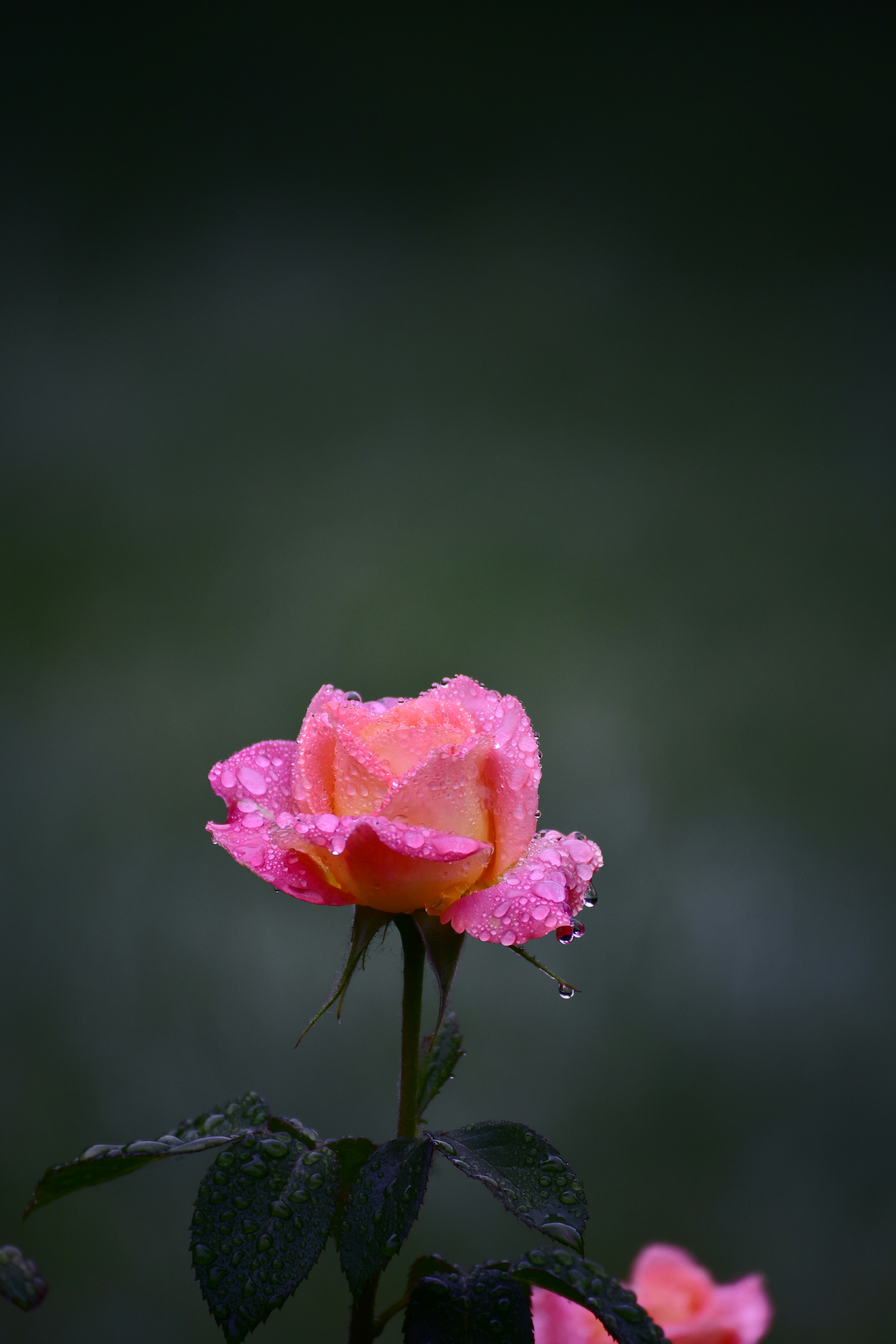 Rosalight: a dew-kissed rose pierces a somber green backdrop