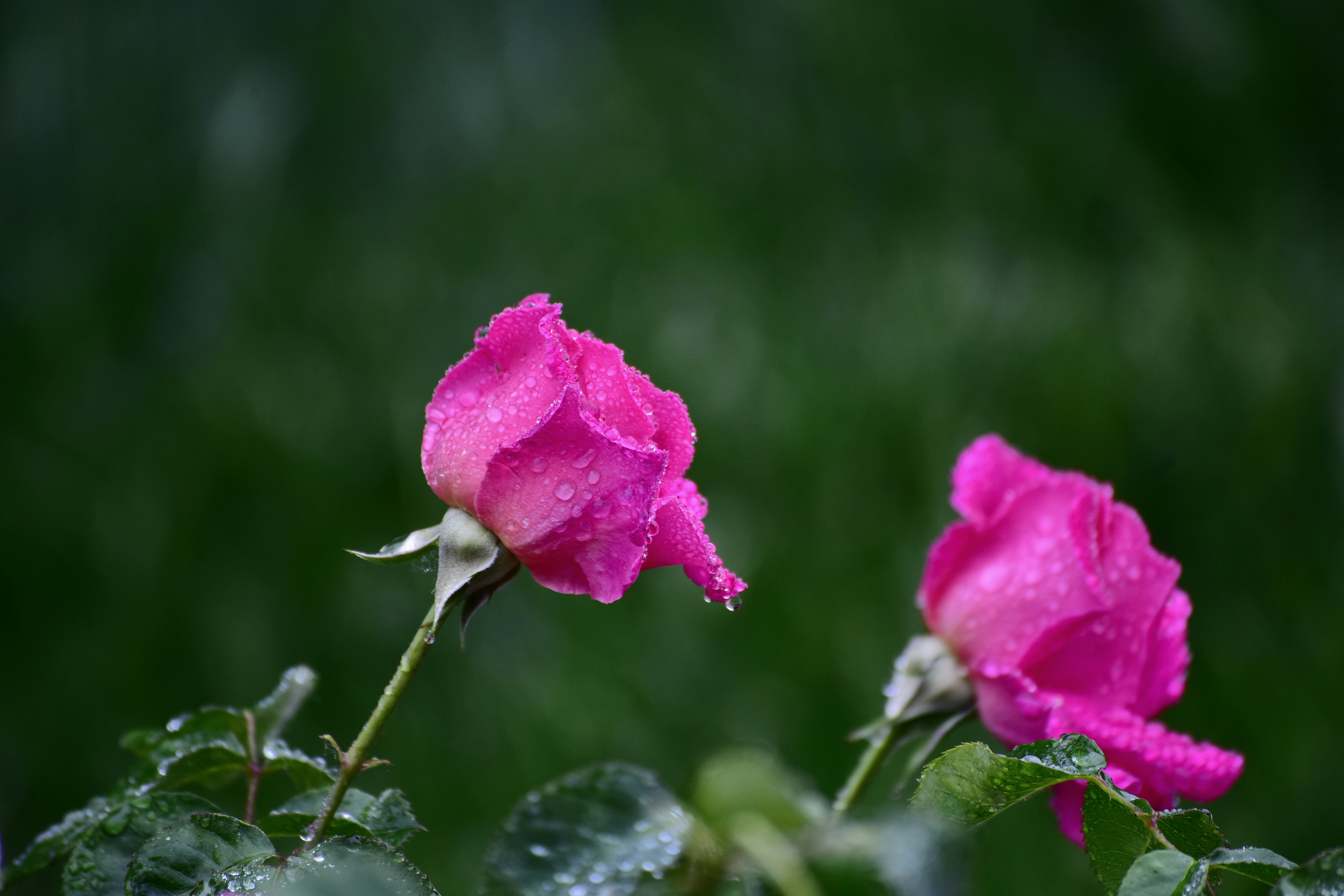 Pink Rose Harbor: Dew-Kissed Petals in a Quiet Garden