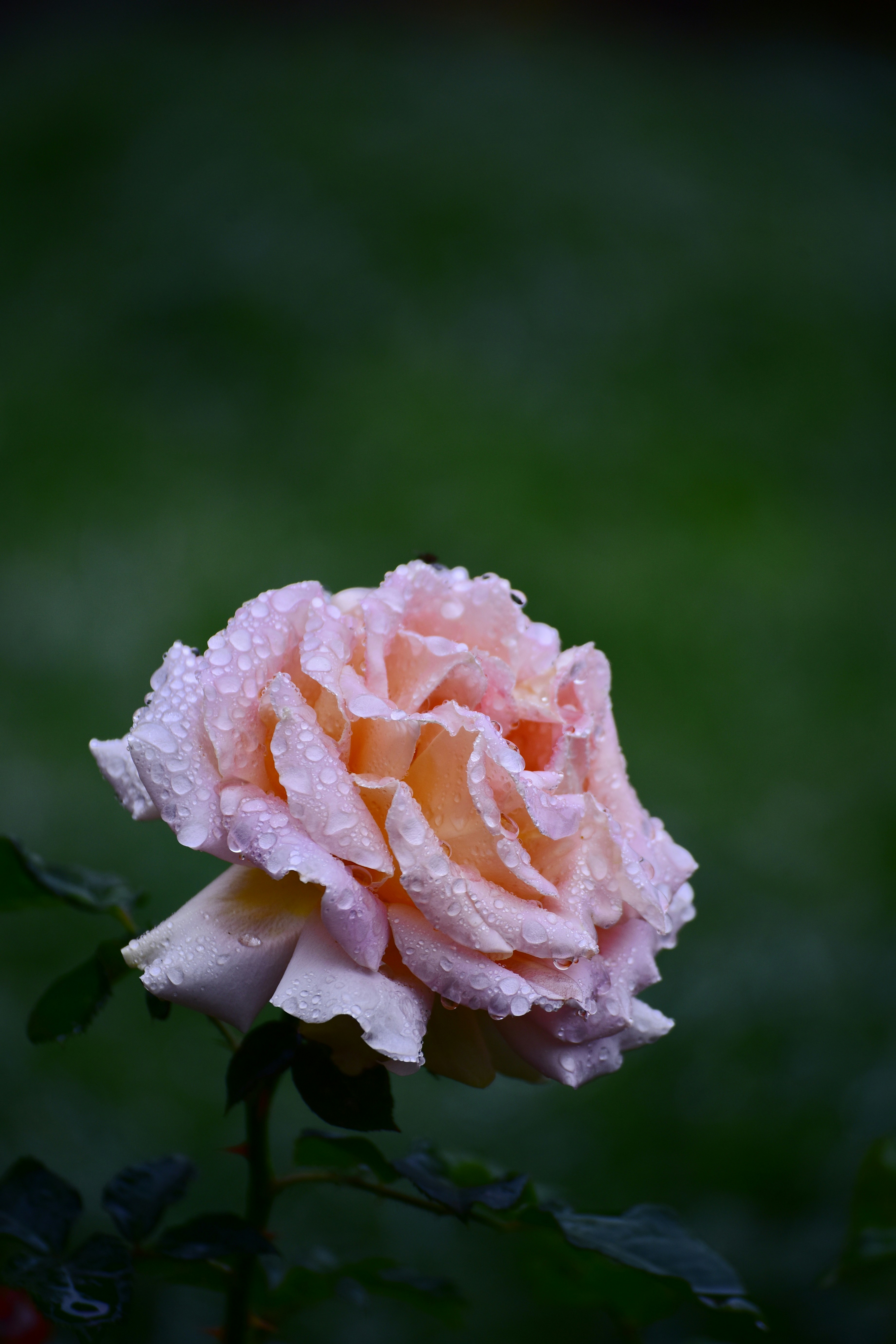 Droplet-Crowned Pink Rose in a Velvet Green Backdrop