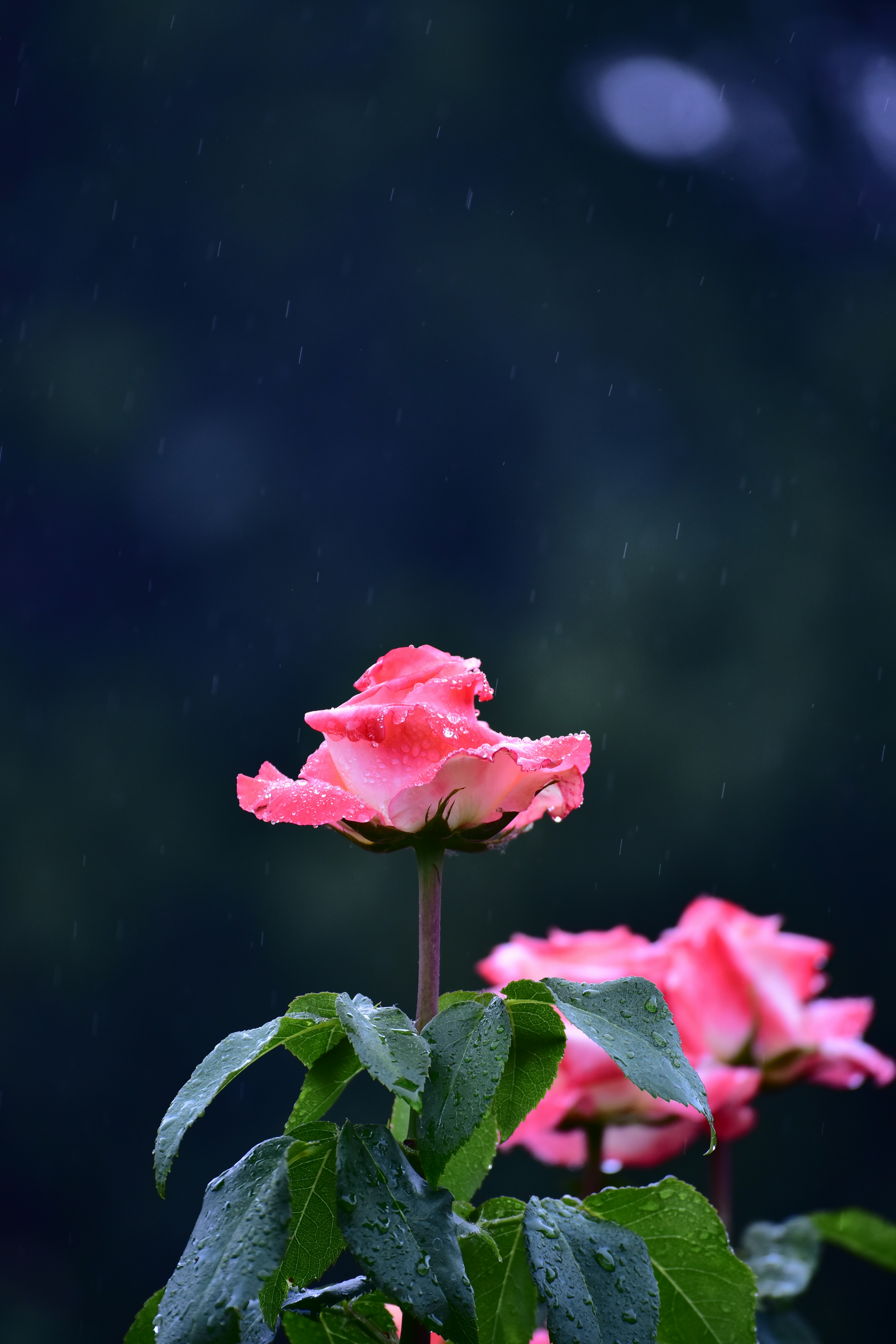 Pink Rose in Rain: A Quiet Burst of Color Against Night Skies