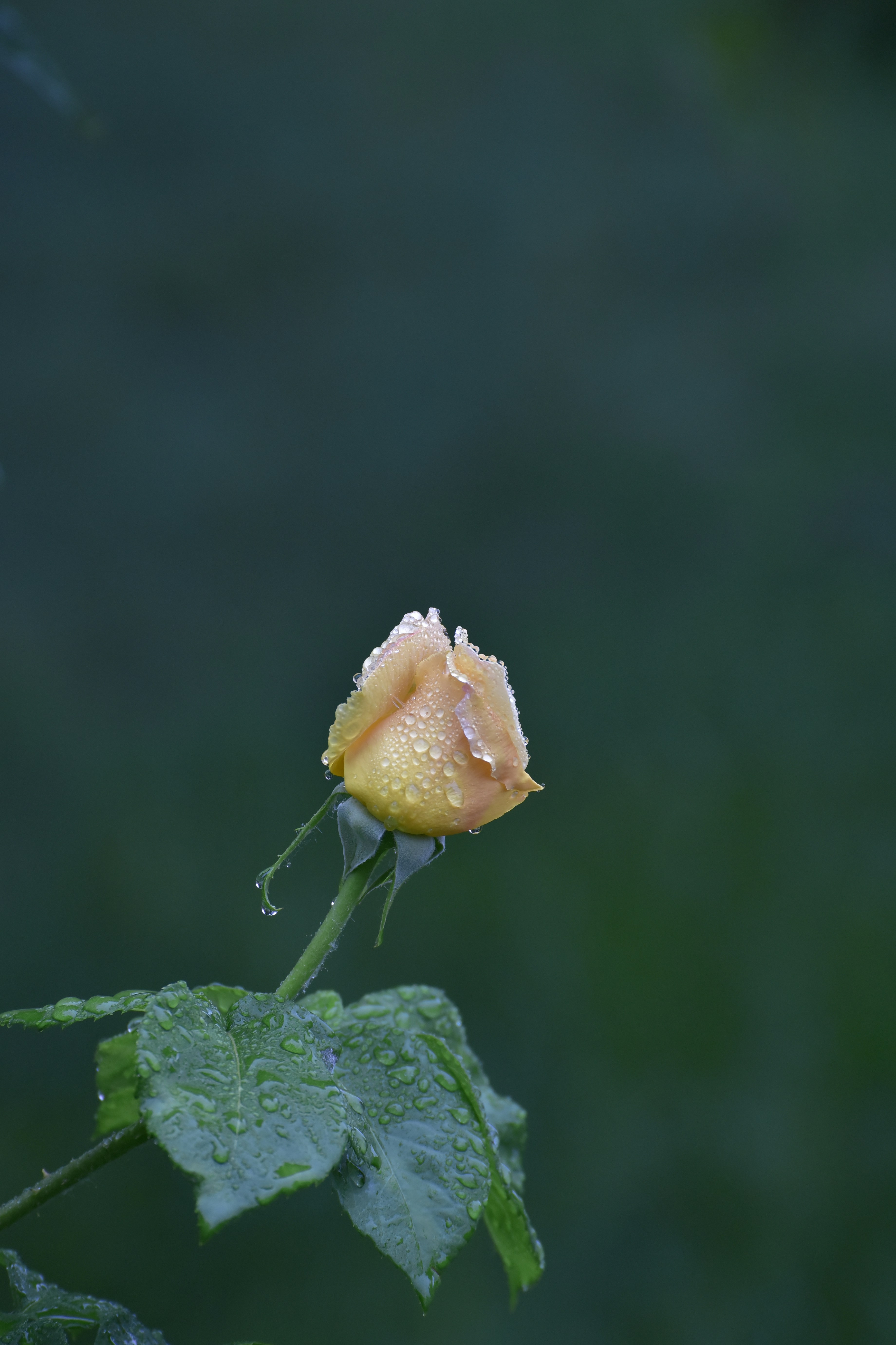 Dew-Kissed Rosebud in Soft Evening Light
