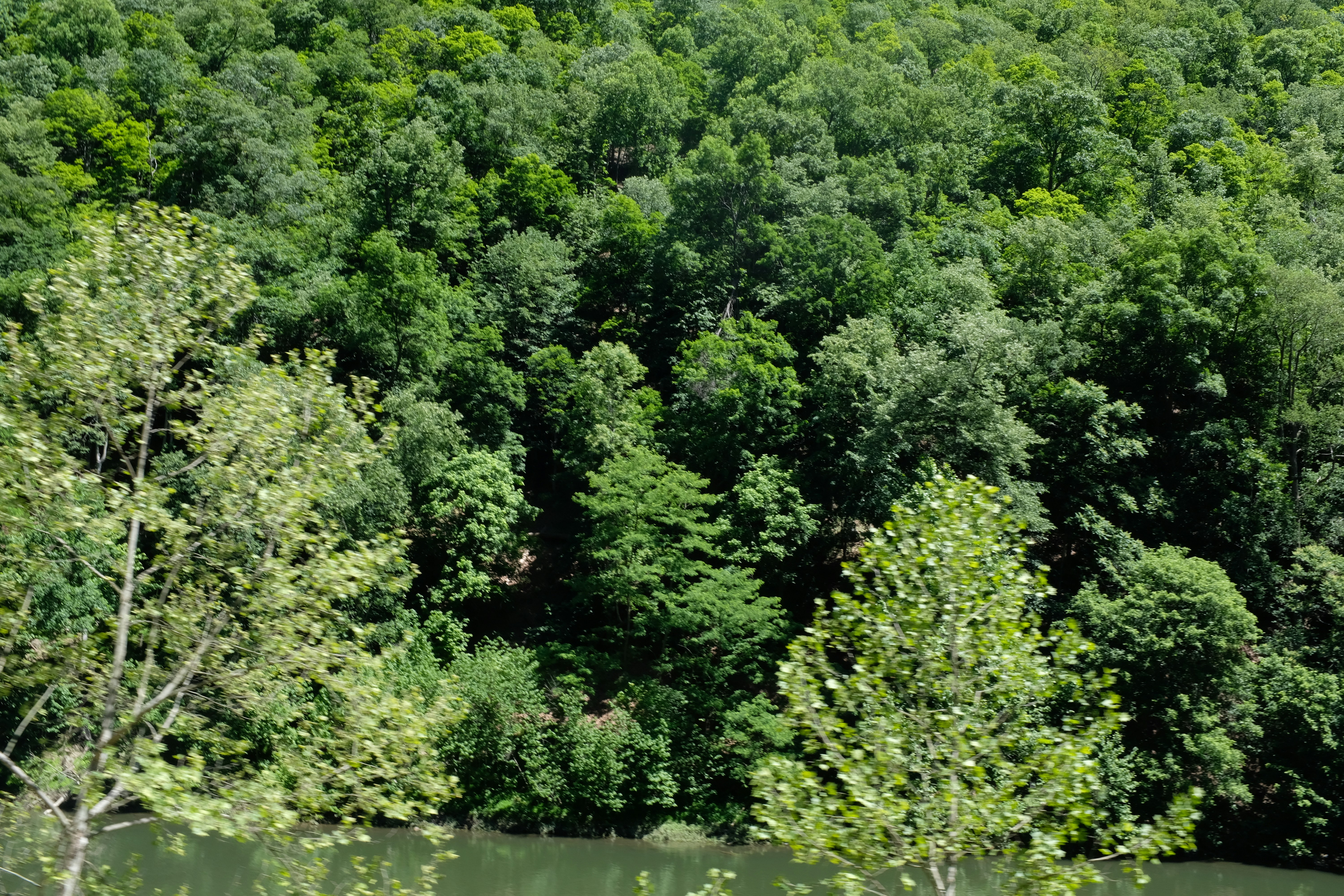 Verdant Lake Boundary: A Quiet Bank Framed by Trees