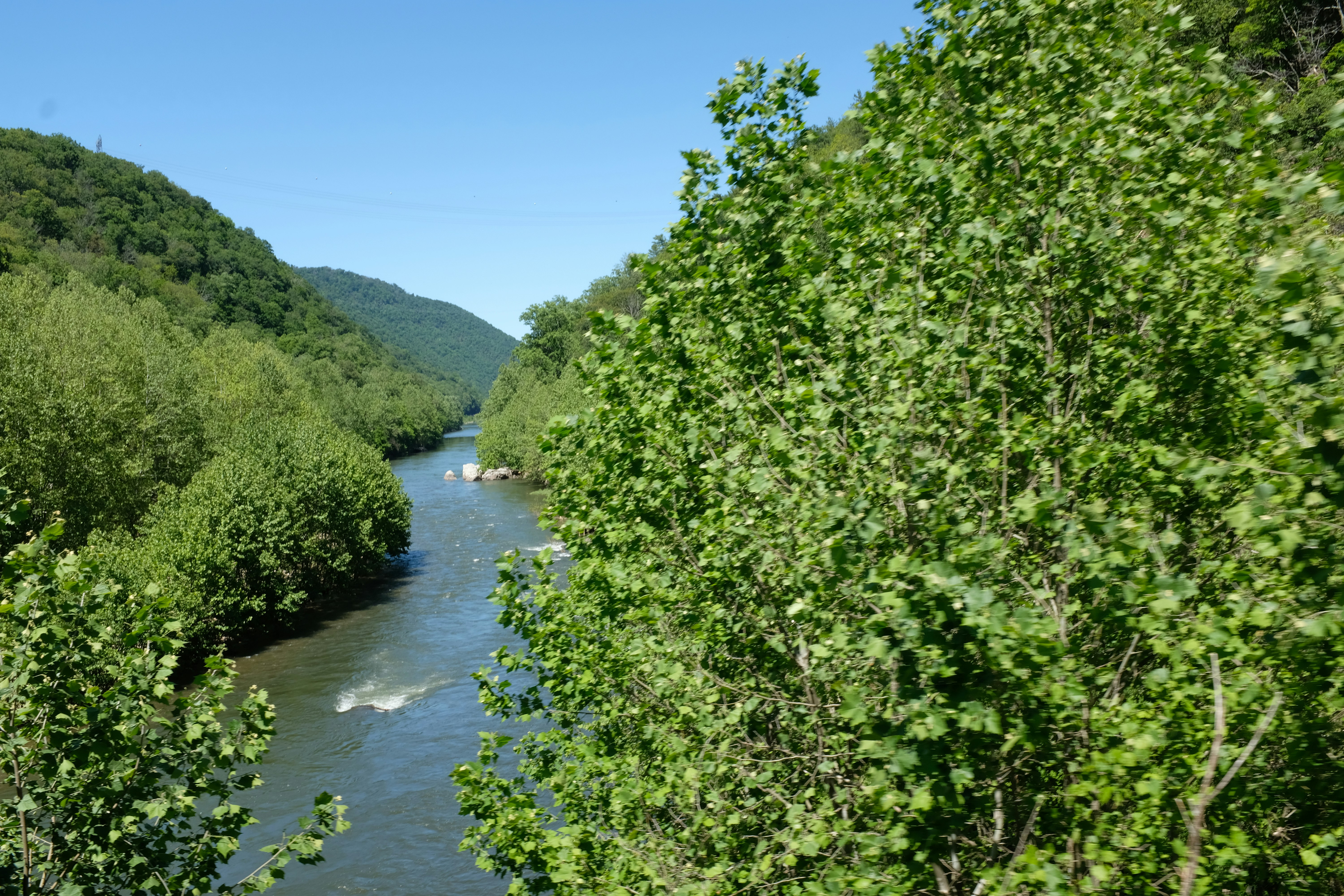 River Corridor Framed by Lush Canopy