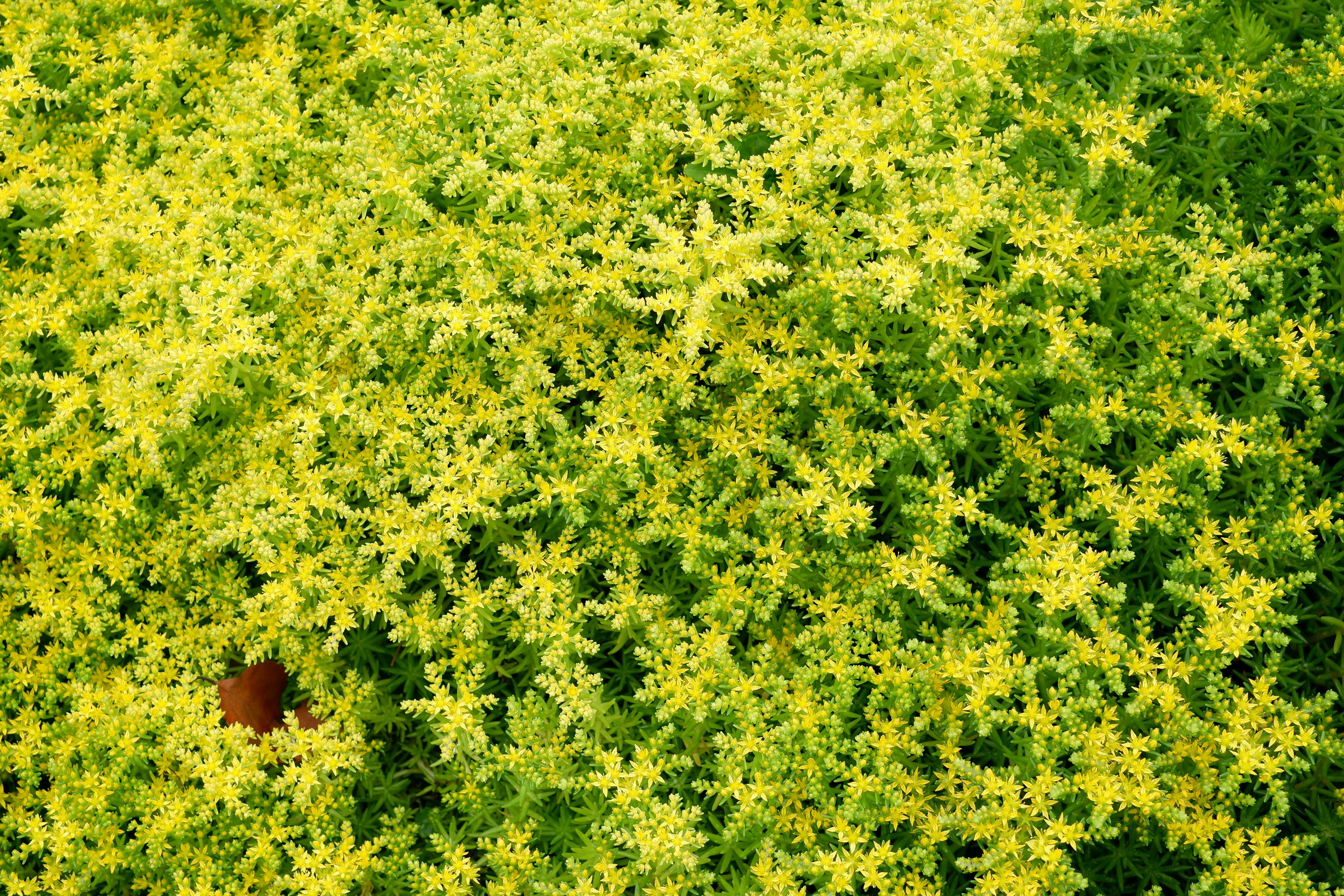 Golden Groundcover in Dense Spring Bloom