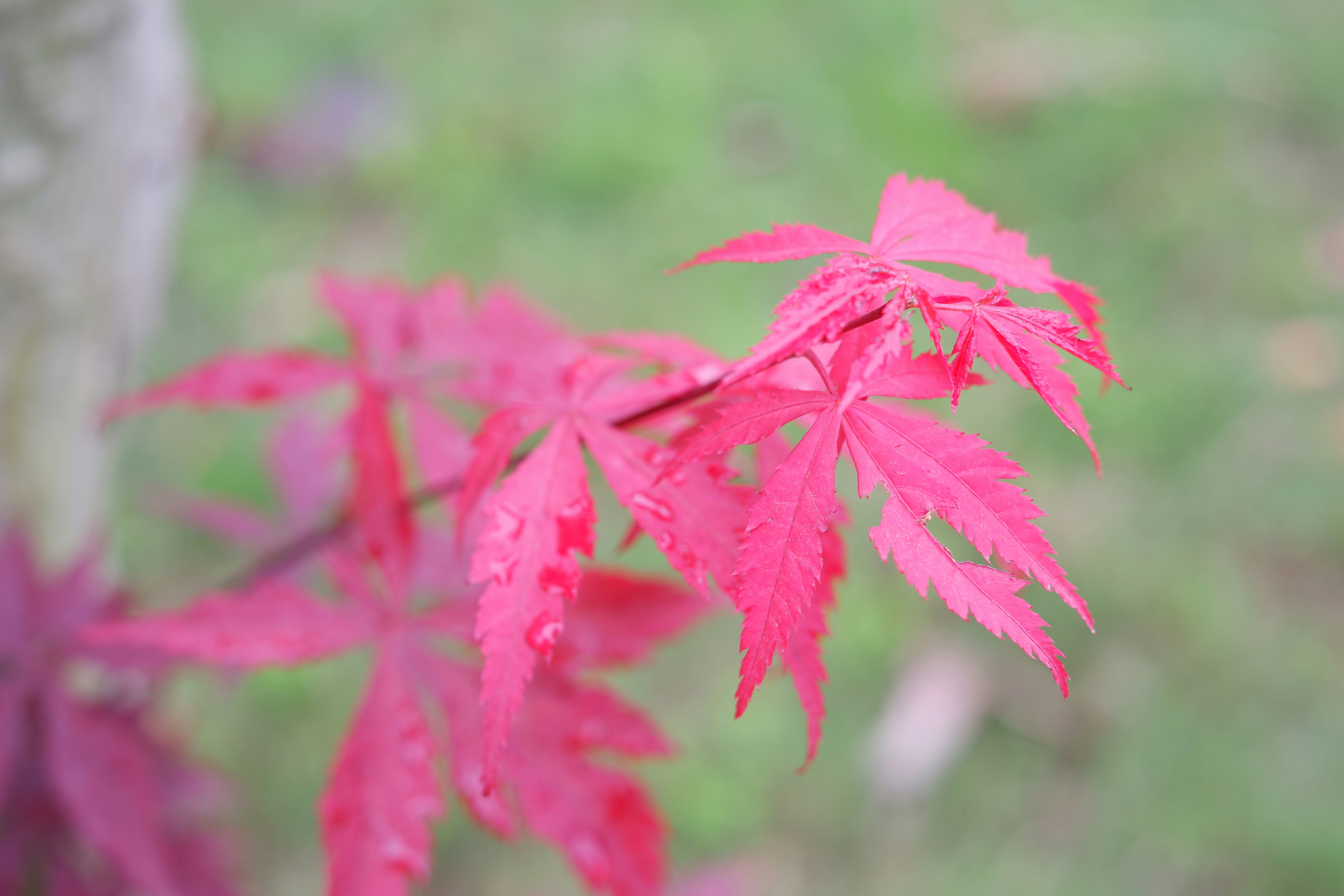 Crimson Maple in Soft Focus