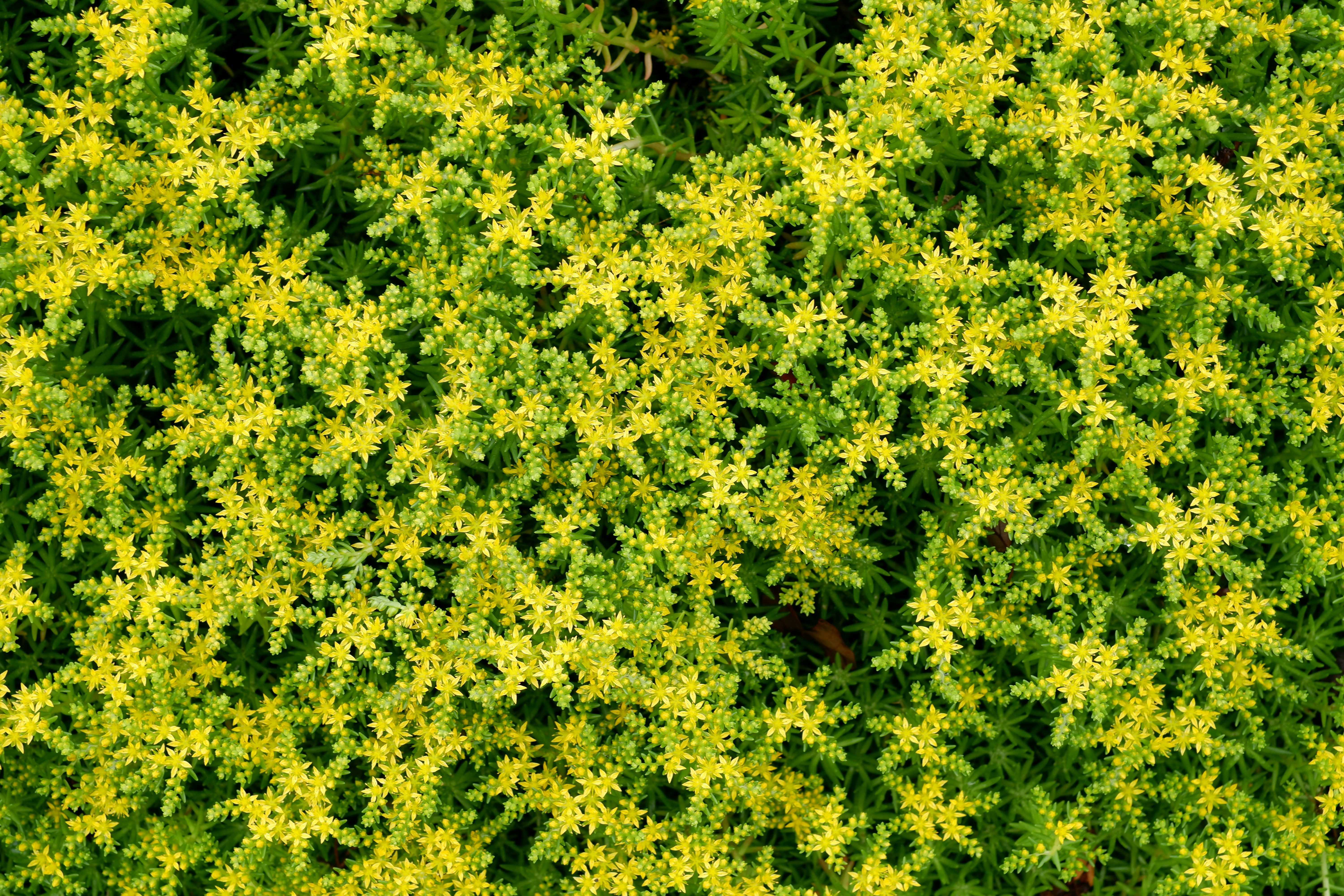 Golden Carpet: A Sea of Yellow Heather Blooms