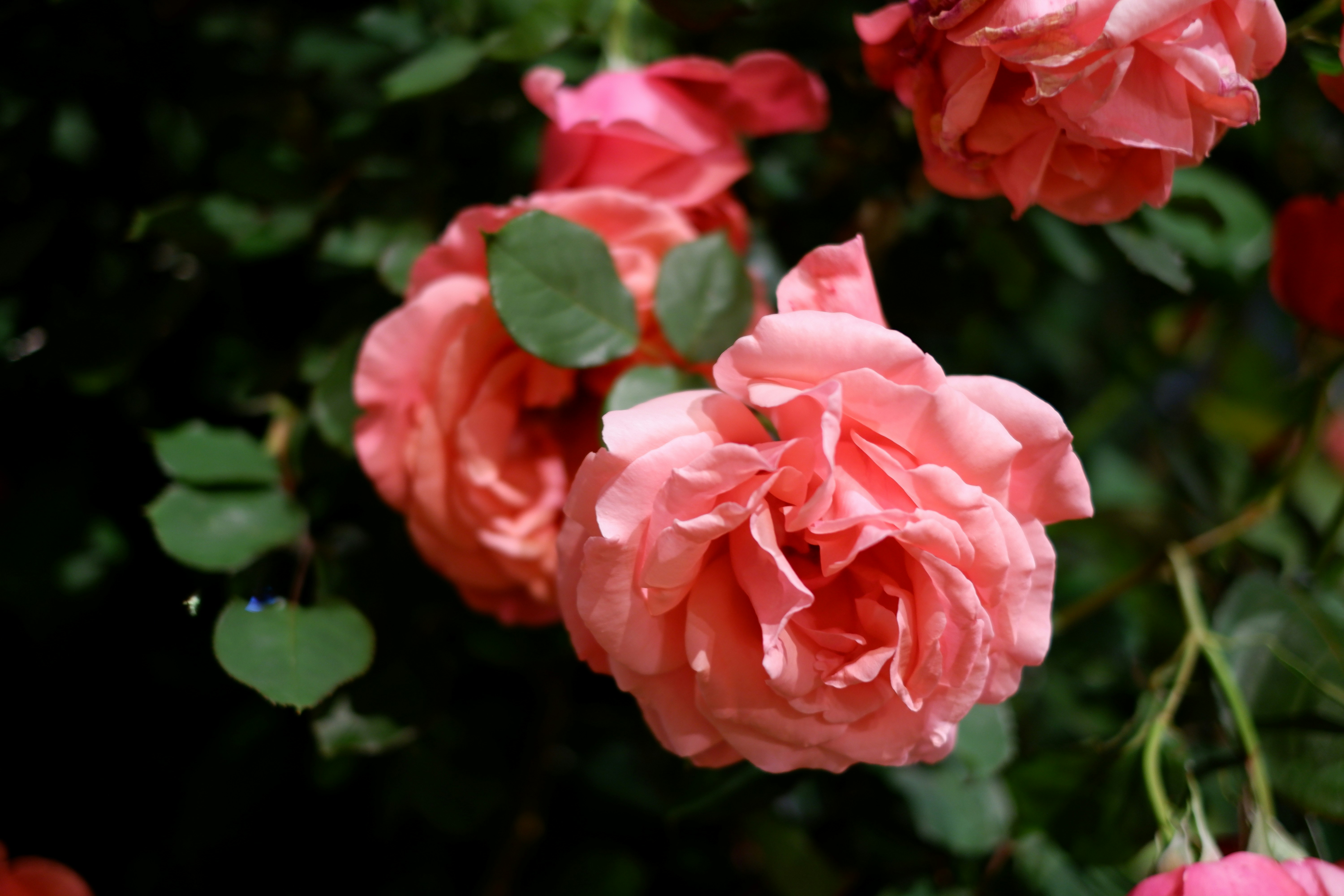 Rosy Bloom Spotlight: A Tender Pink Rose in Focus