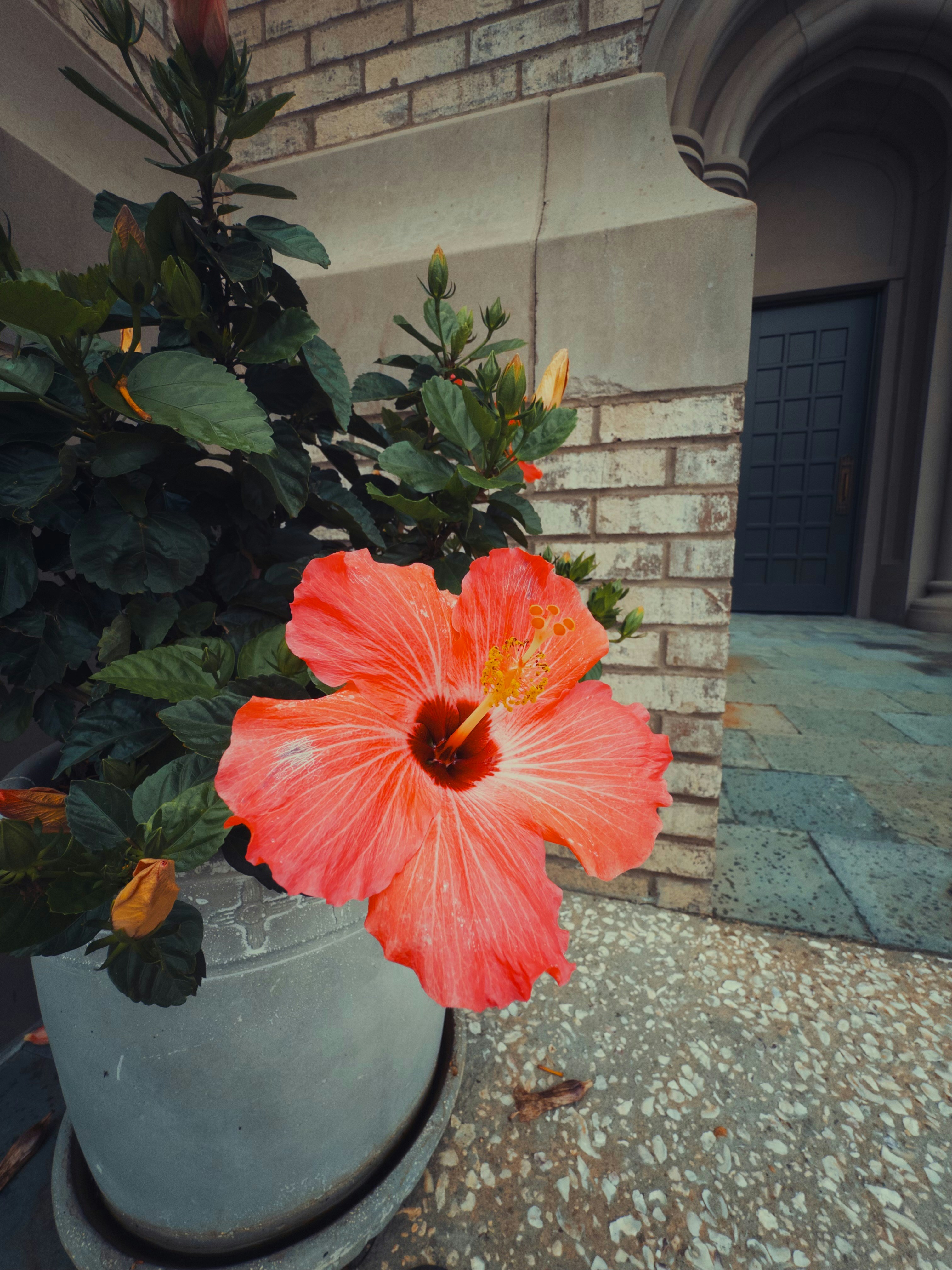 Coral Hibiscus by the Entrance Way