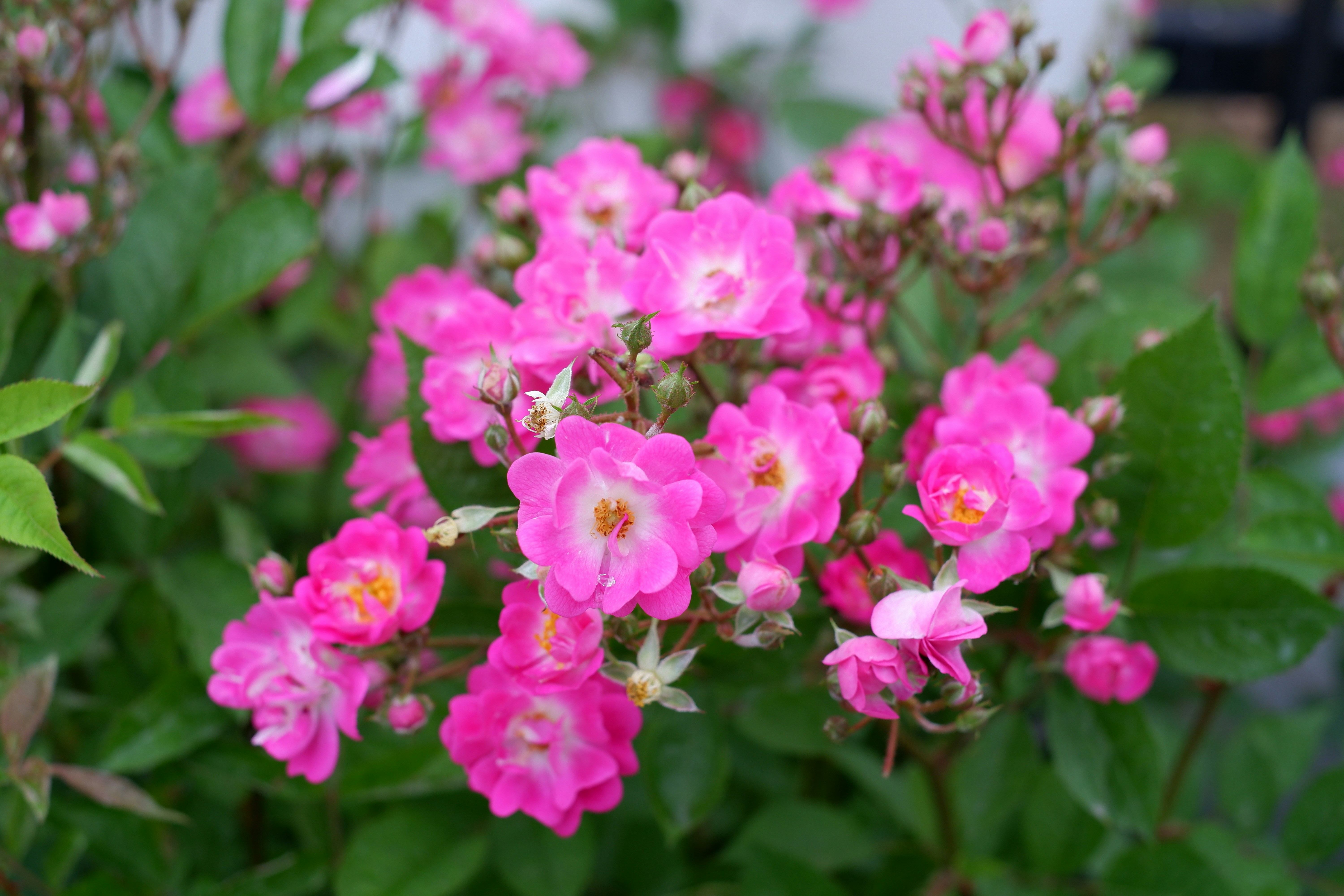 Rosy cluster in focus: vivid pink blooms against deep green backdrop