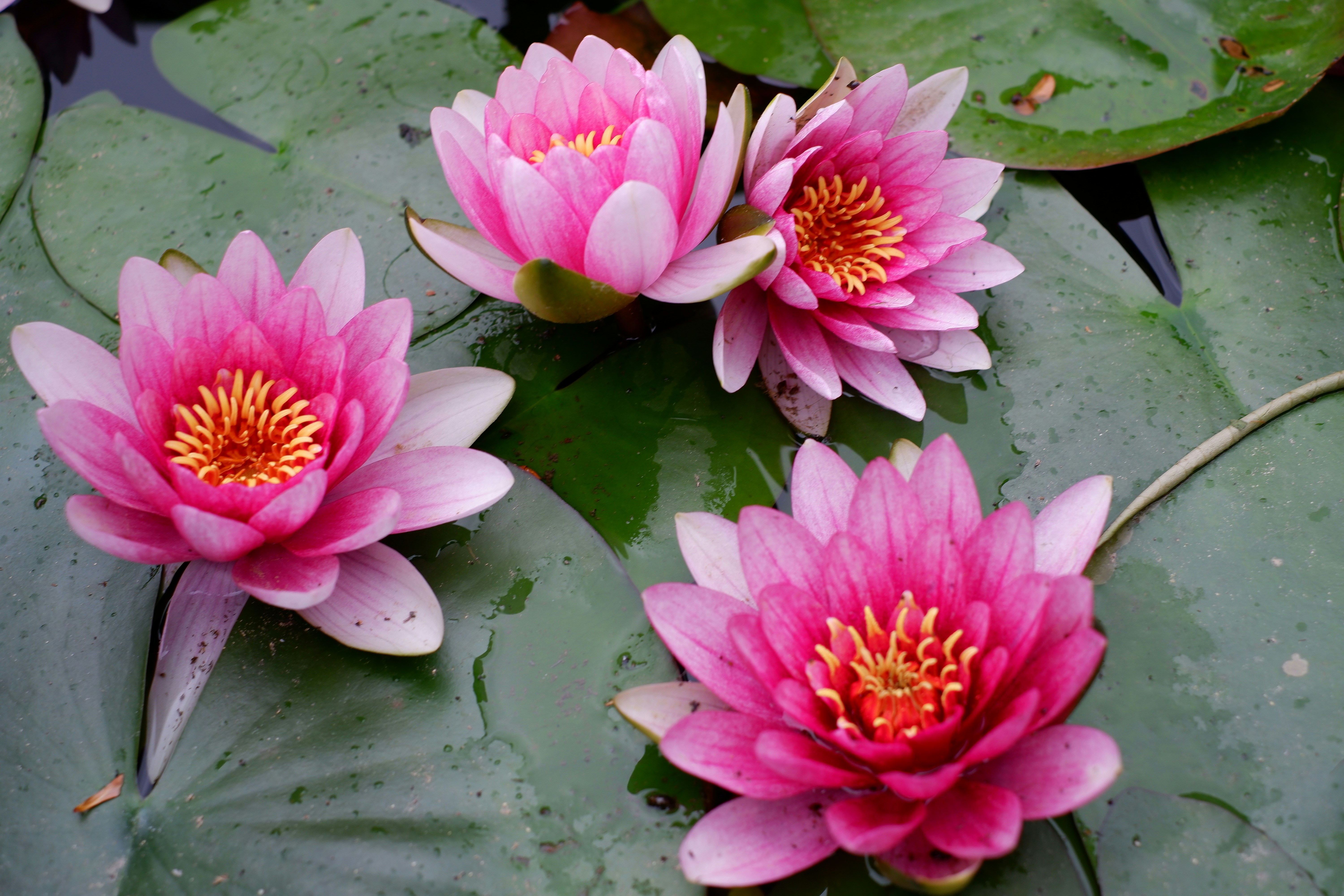 Four pink water lilies blooming among green pads.