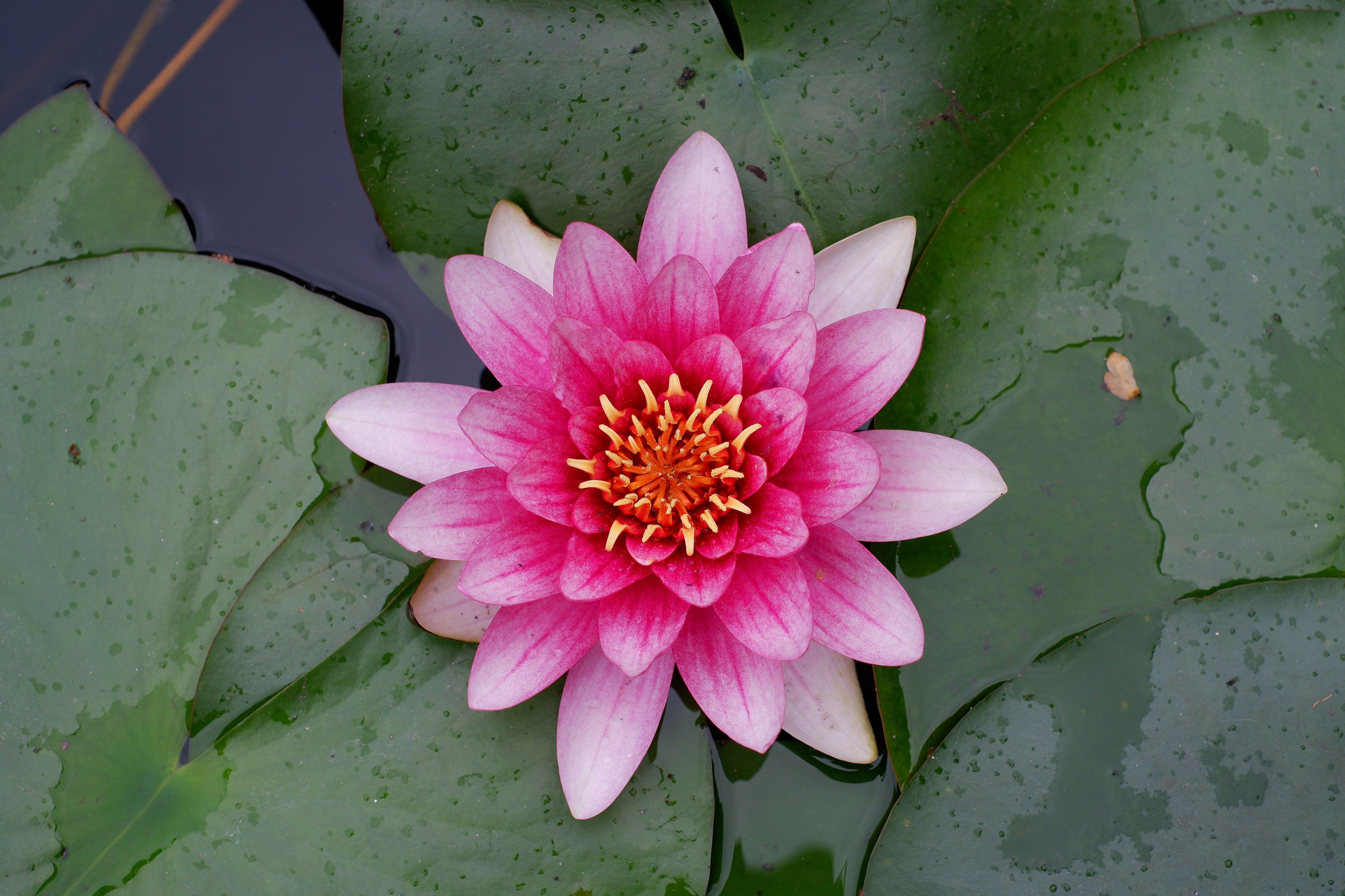 Pink Water Lily Centered in Quiet Pond
