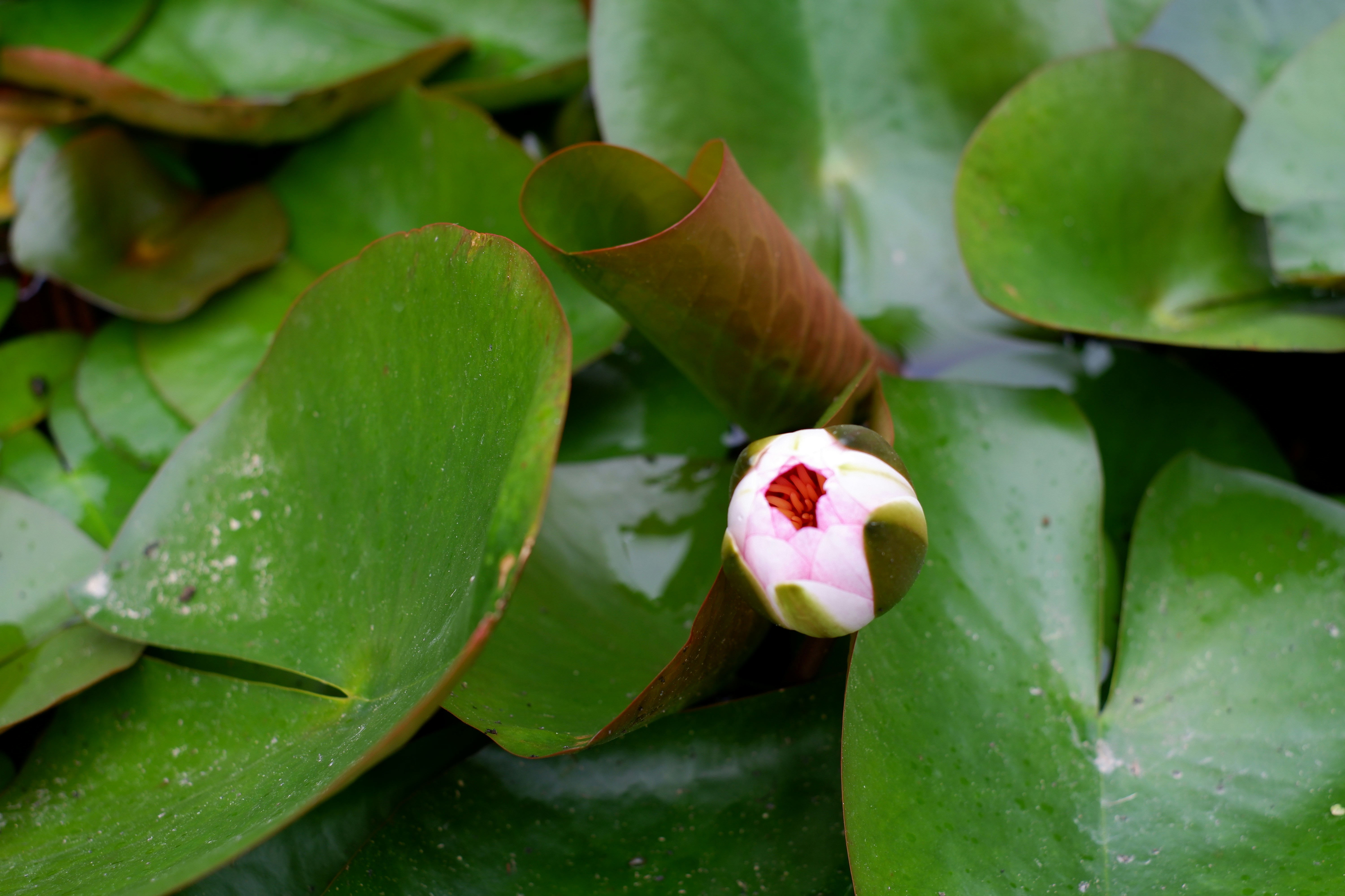 Peony Bud Amid Green Lilypads: a Quiet Water Garden Moment