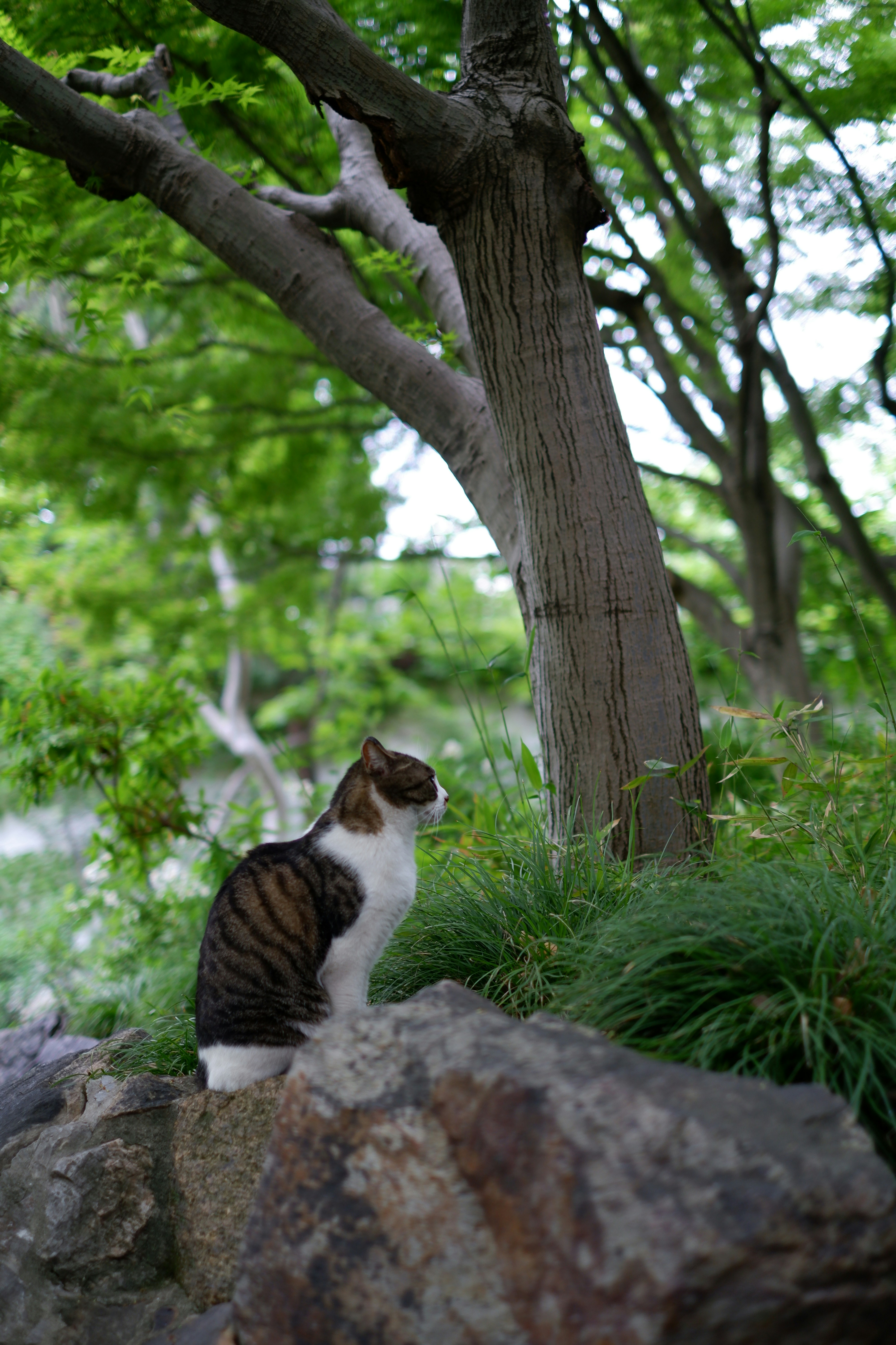 Cat in the Green Canopy: A Quiet Moment by the Rock