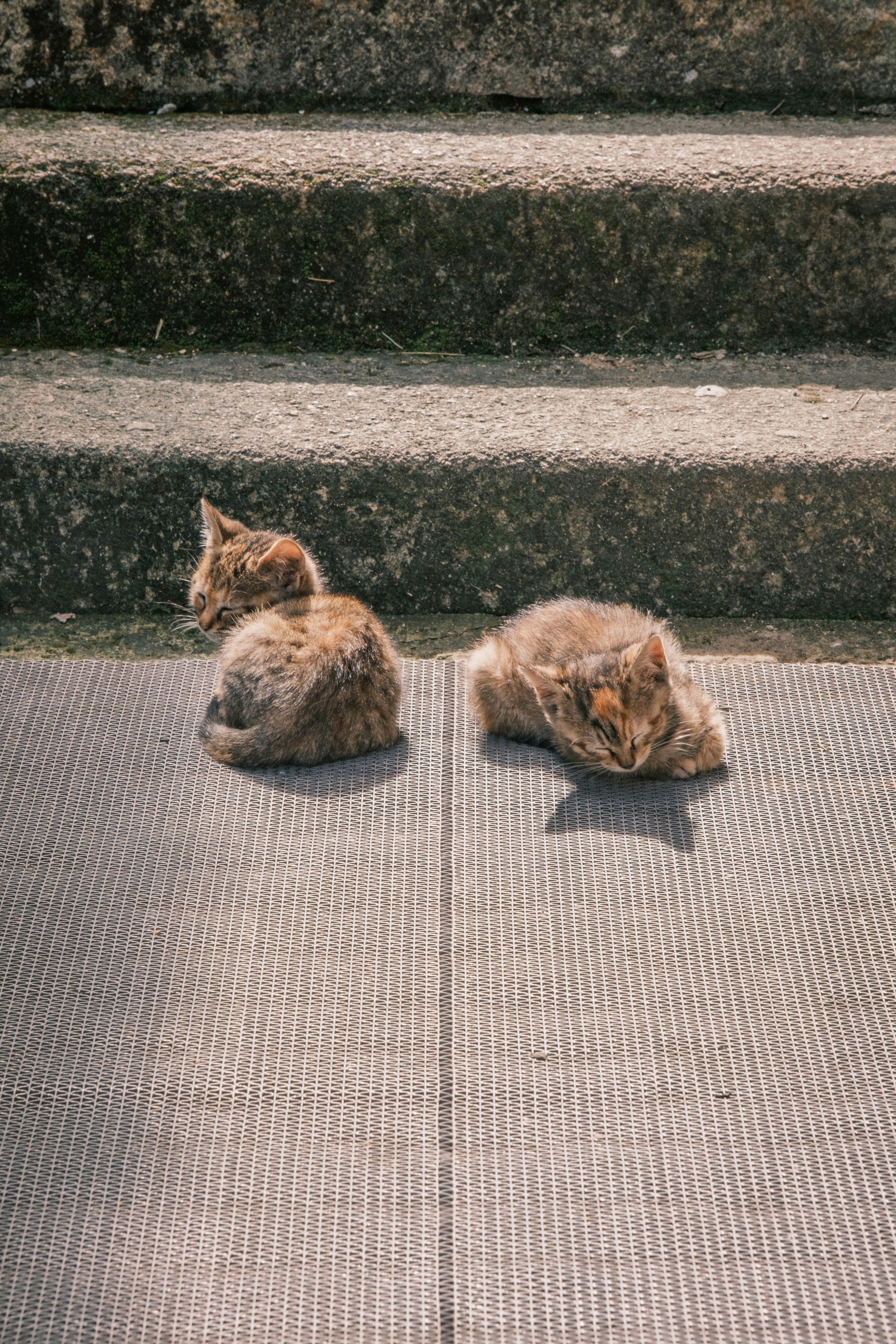 Two sunlit felines at the edge of a concrete staircase