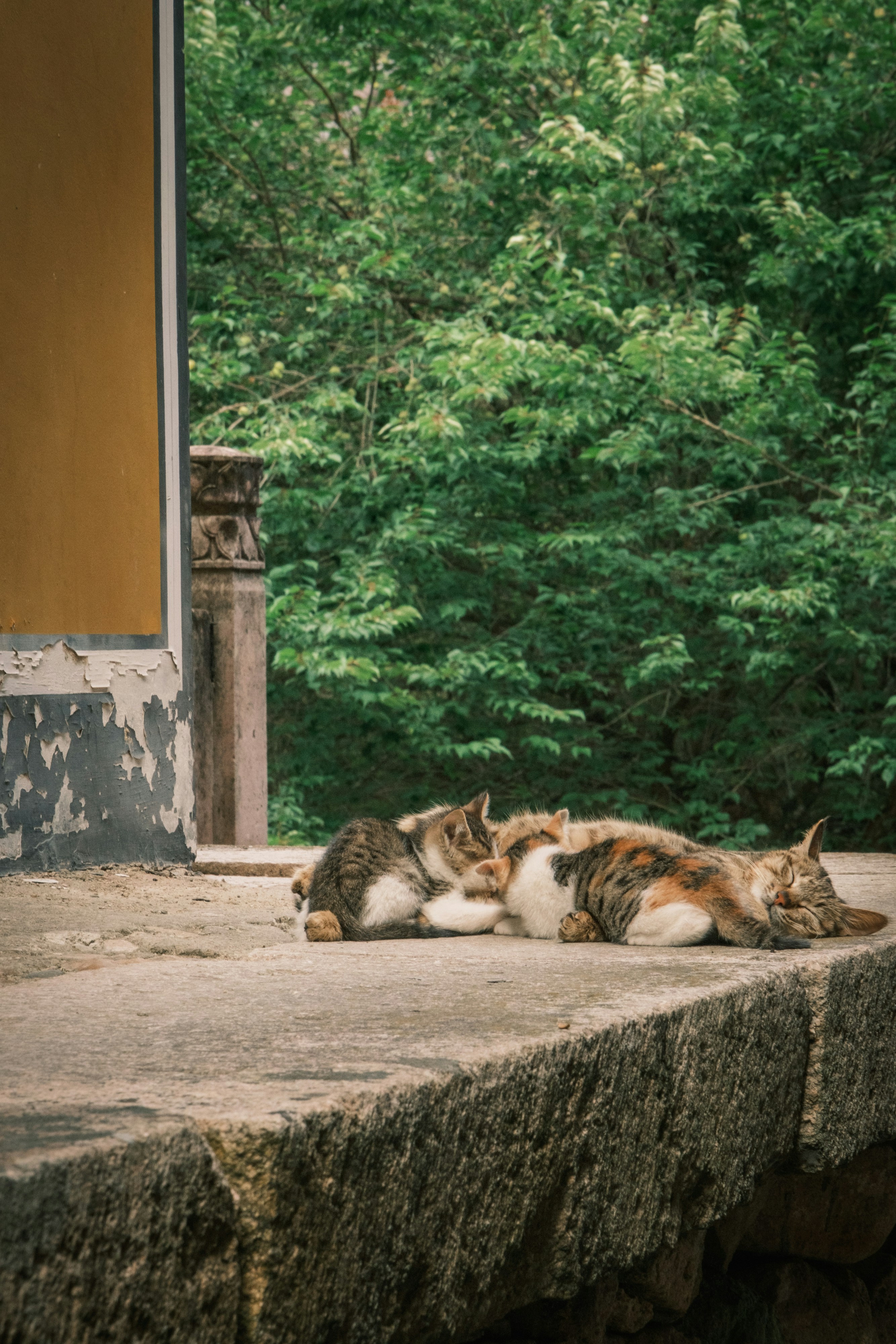 Napping by the Edge: Two Cats Rest on a Verdant Terrace