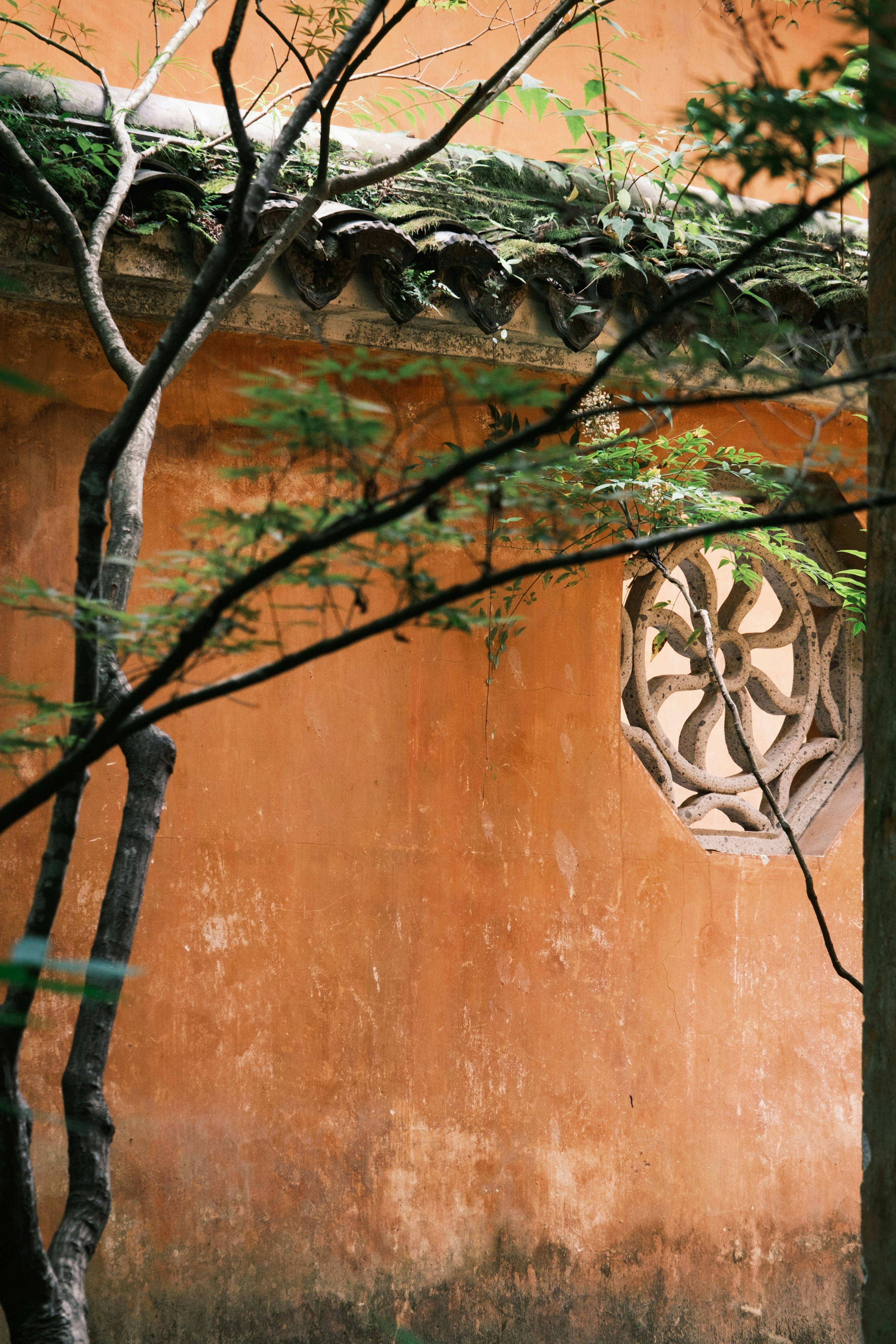 Terracotta Wall Through a Veil of Branches