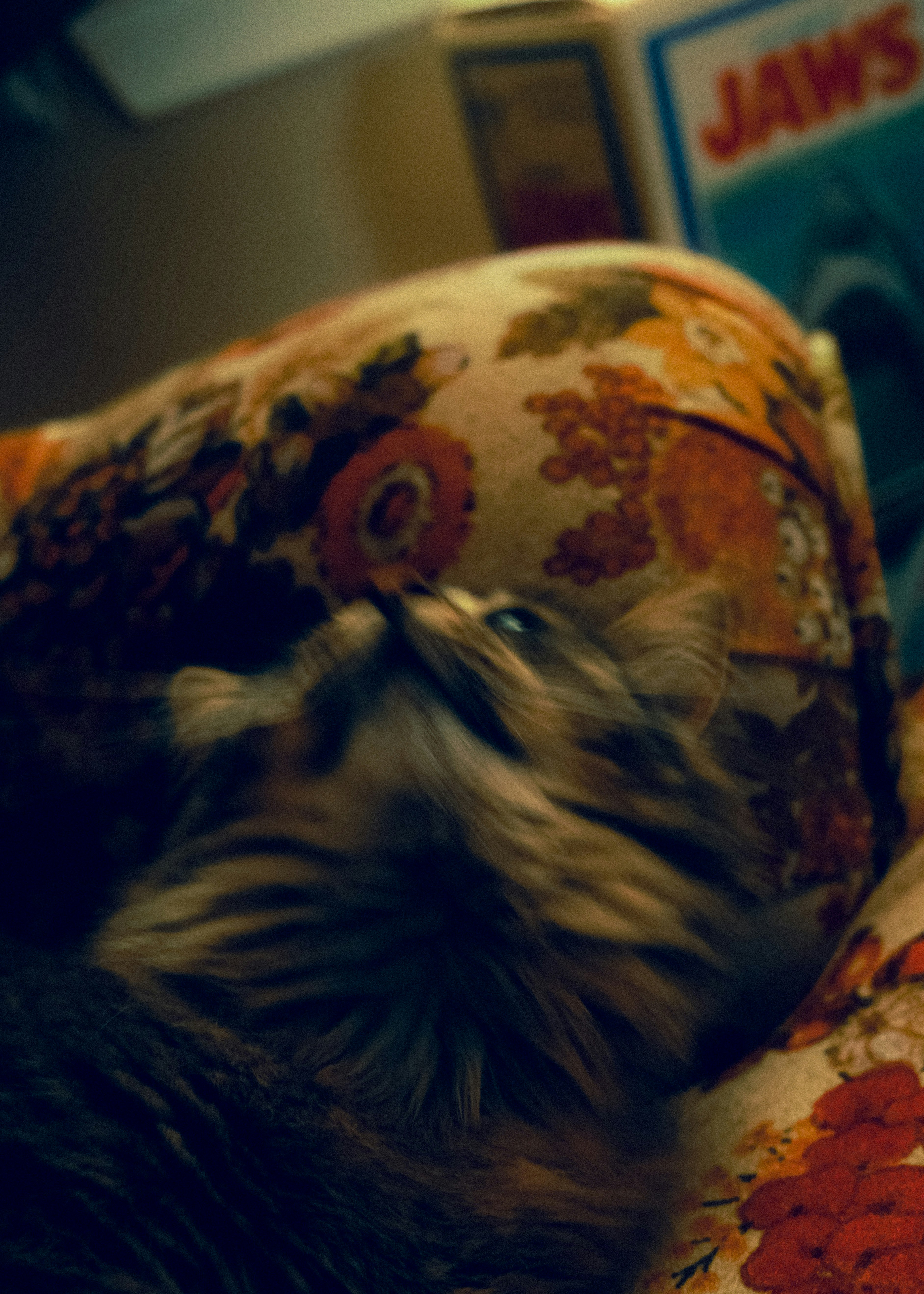 Floral Armchair Blur: A Cozy Moment with a Cat
