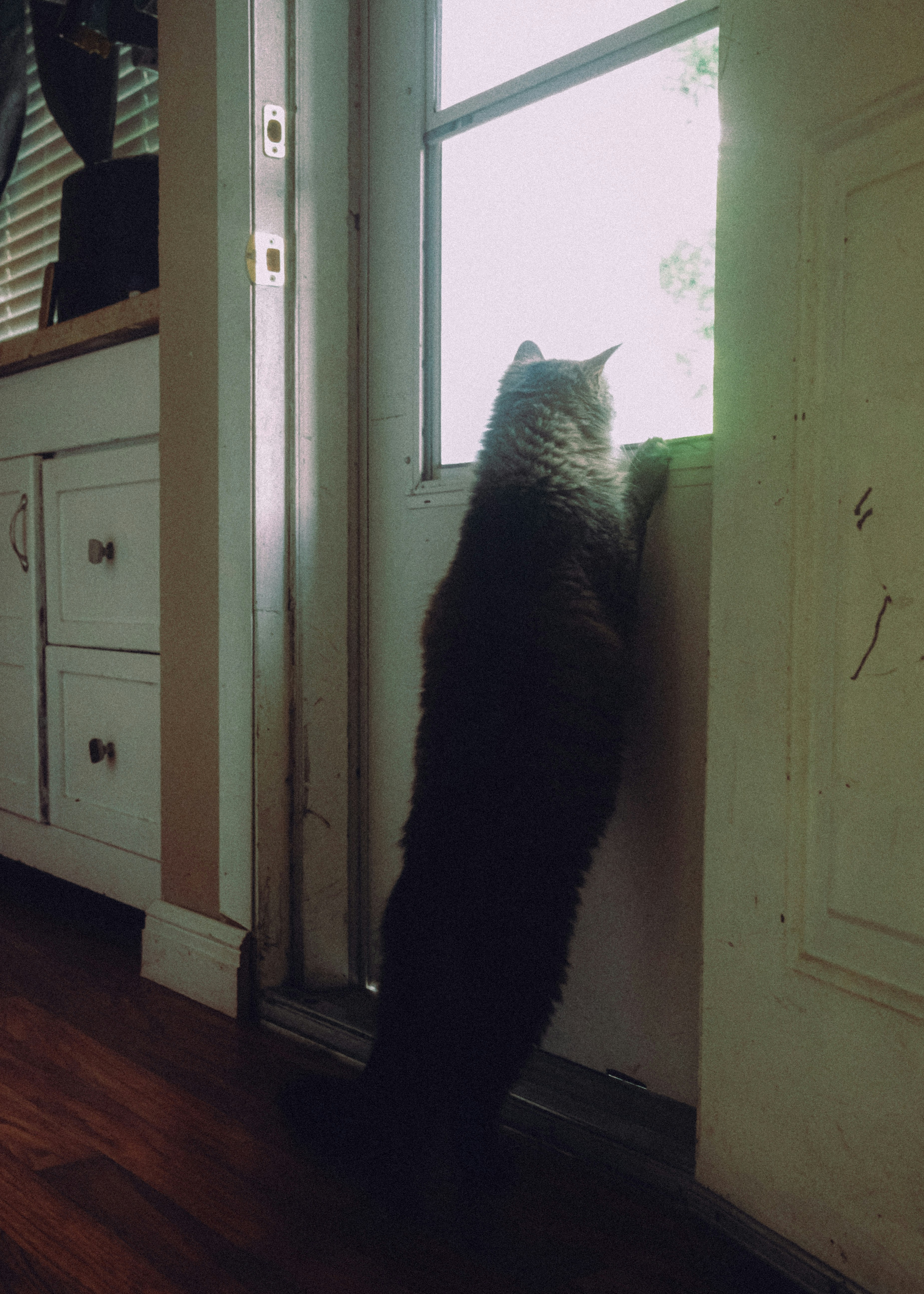 Cat at the Doorway: Quiet Curious Gaze toward Morning Light