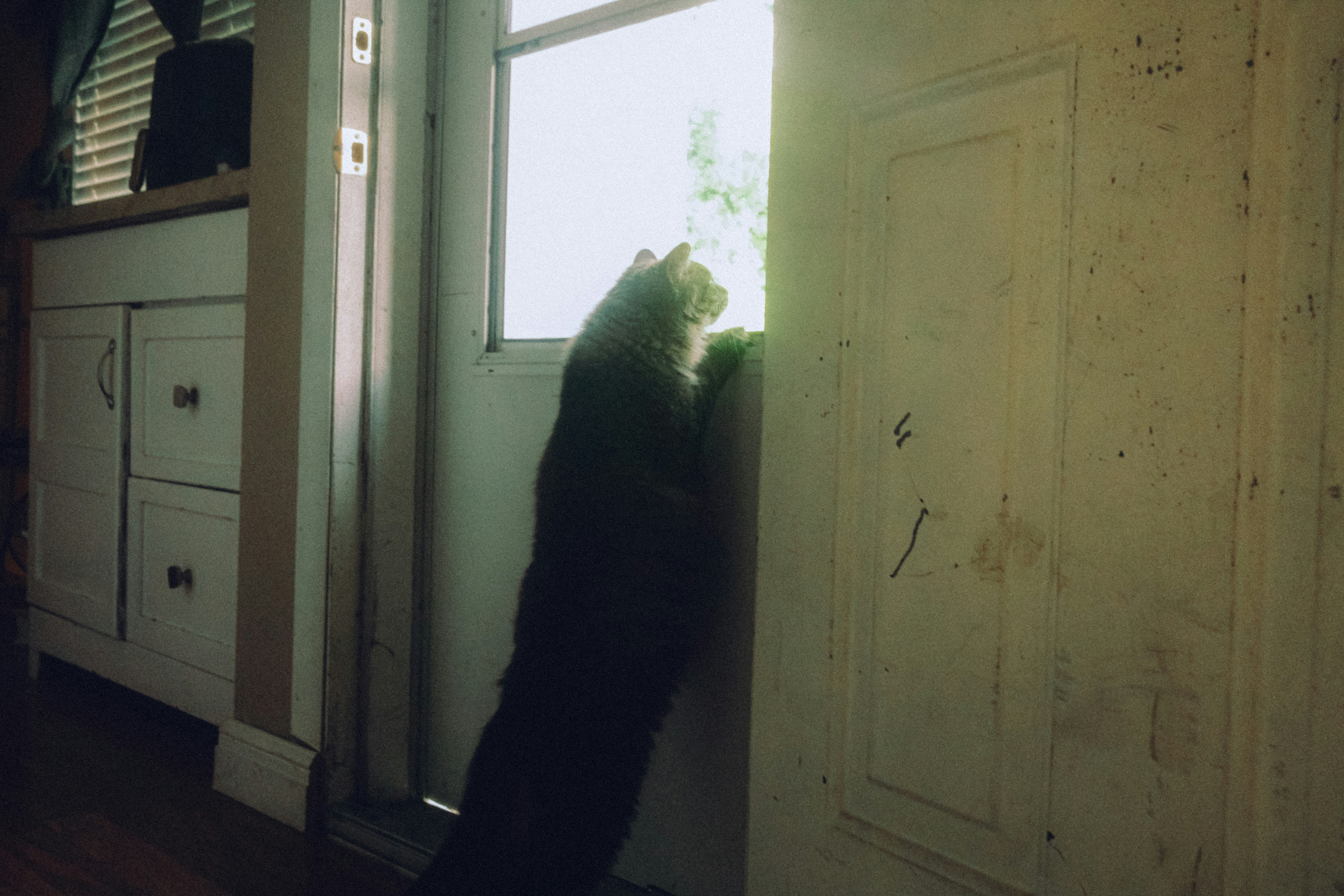 Midnight Window: A Pet's Curious Reach at the Kitchen Door