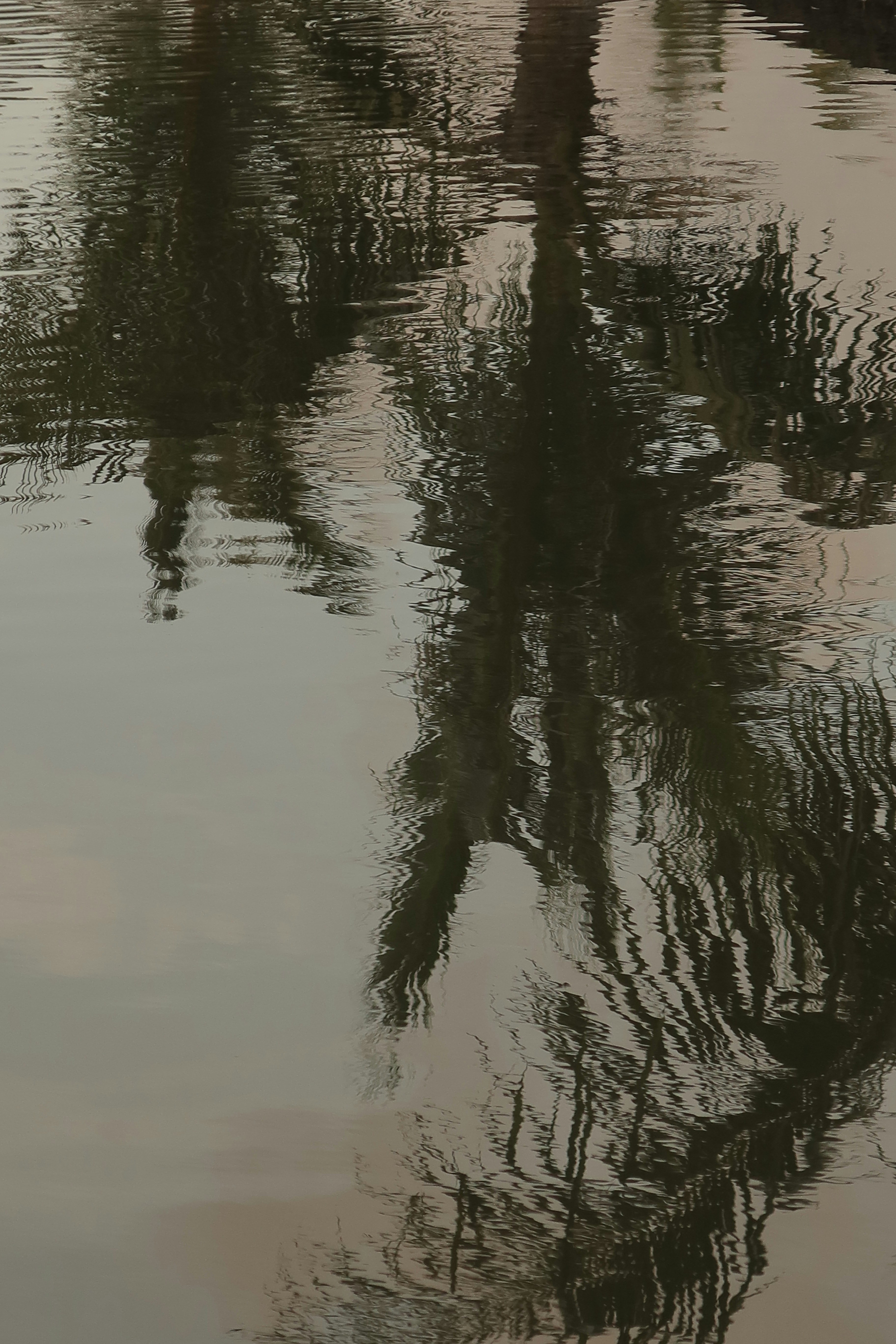 Palm tree reflections on a rippled water surface.