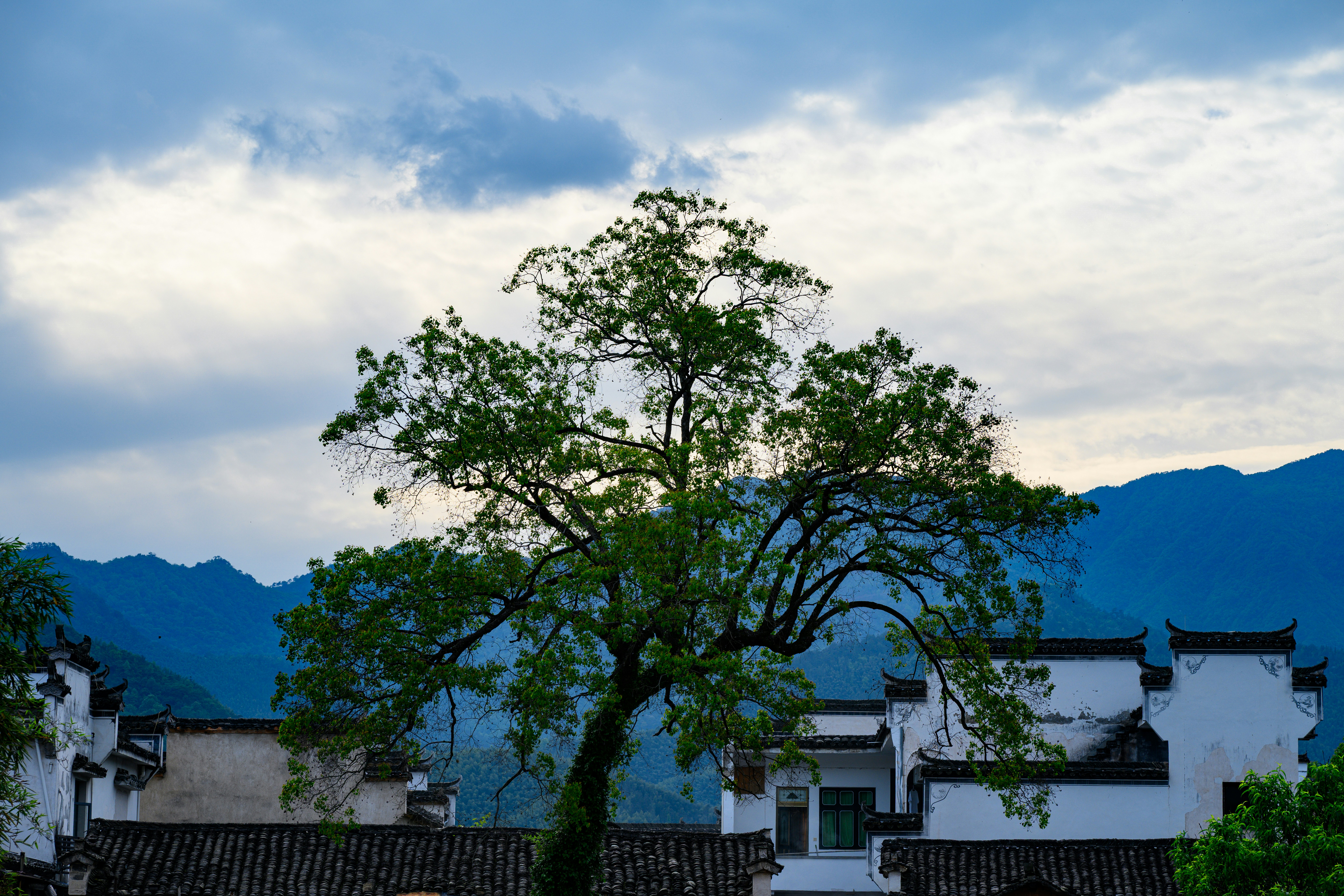 Tree Crown Over Village Roofs Against Mountain Backdrop