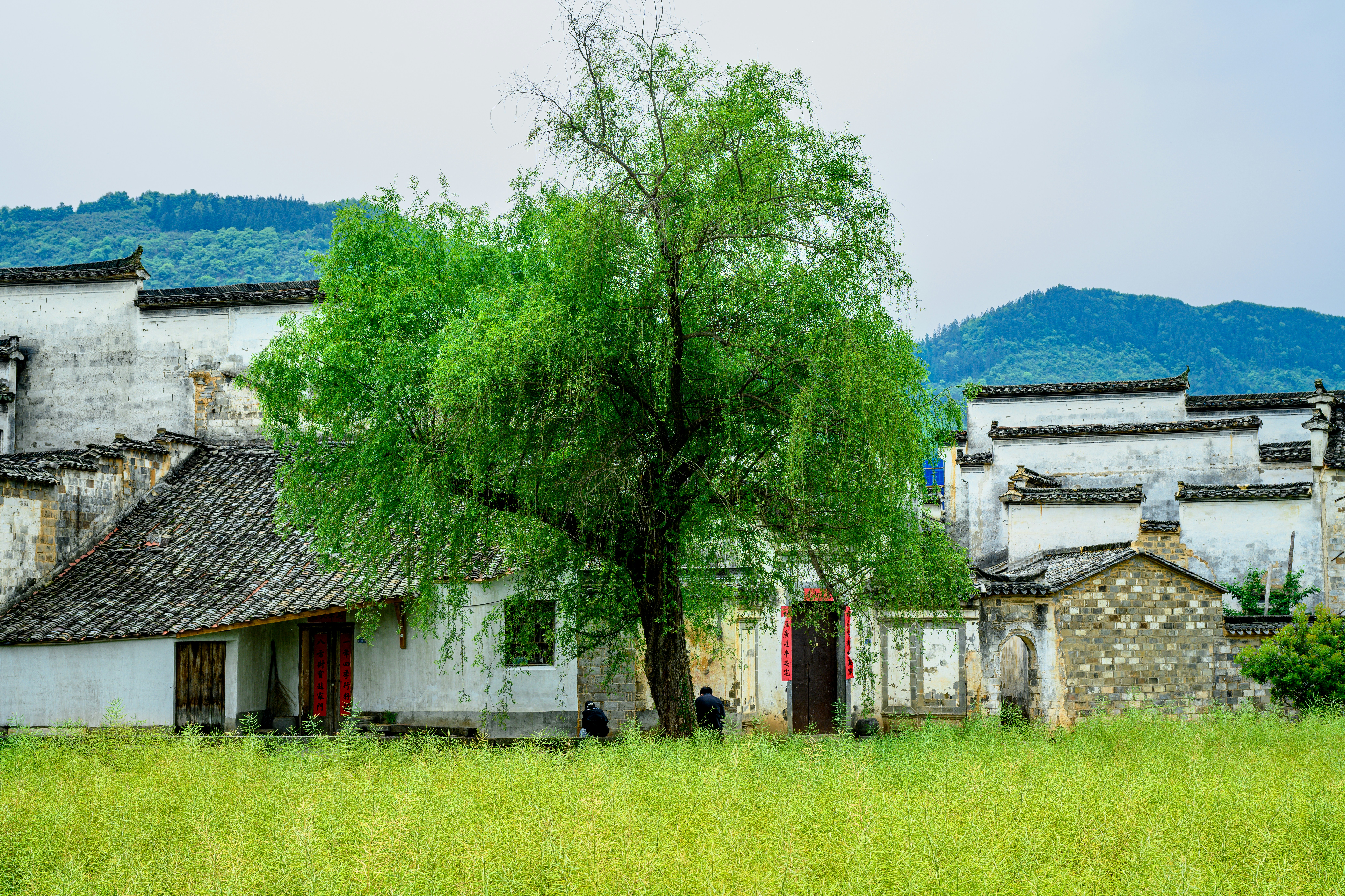 Tree Centerpiece Overlooking a Quiet Village